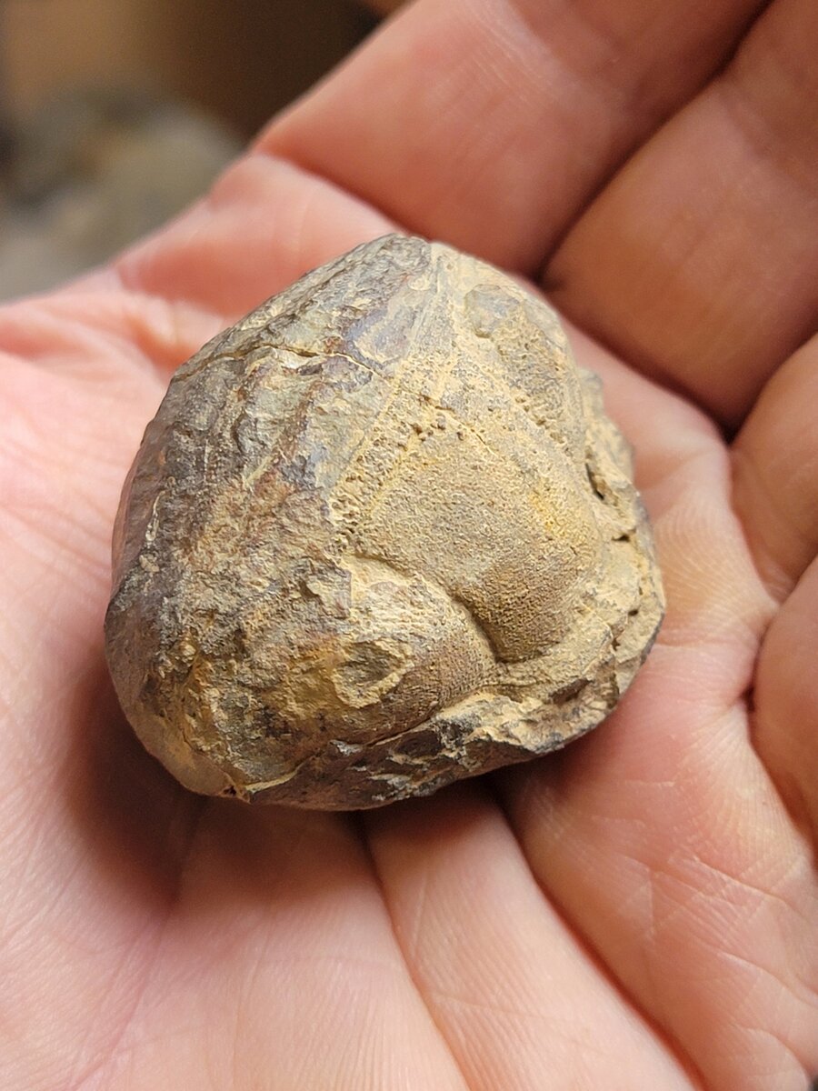 Dipleura dekayi - Devonian - The Fossil Forum