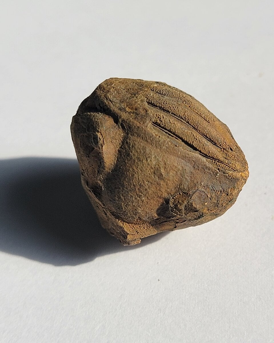Dipleura dekayi - Devonian - The Fossil Forum