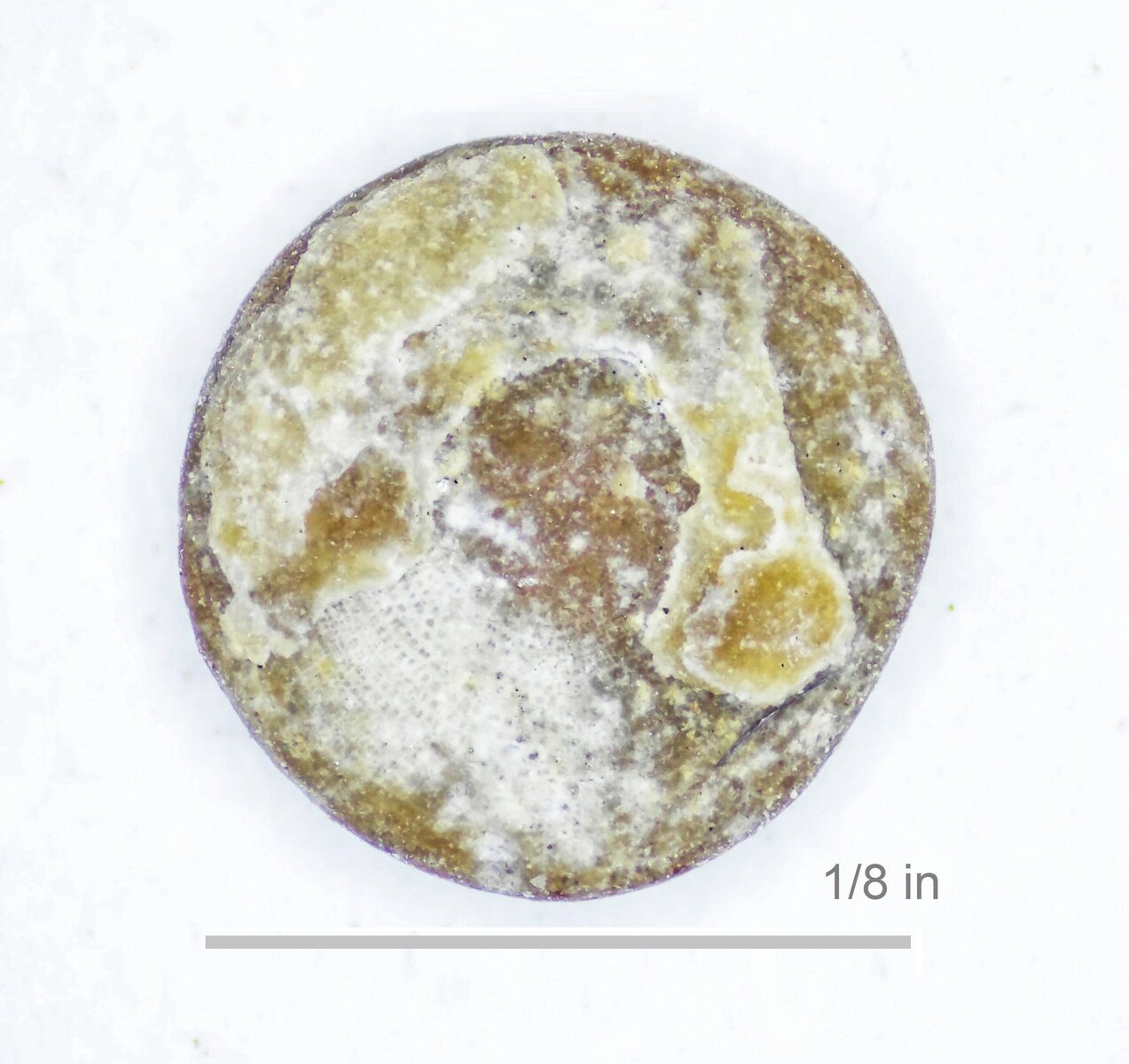 Foraminifera Unknown Buda Formation - Cretaceous - The Fossil Forum