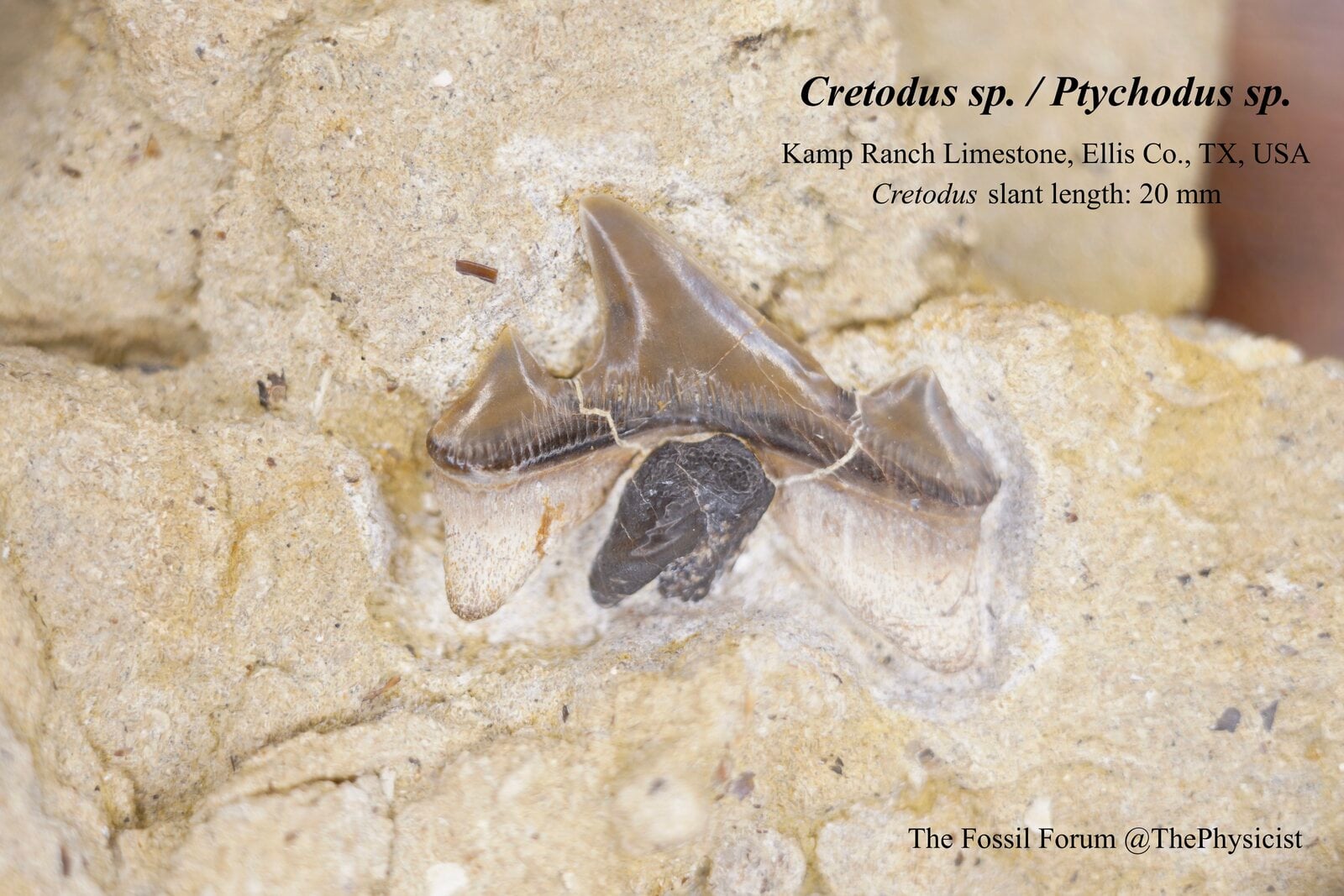 Cretodus/Ptychodus association - Sharks, Rays and Skates - The Fossil Forum