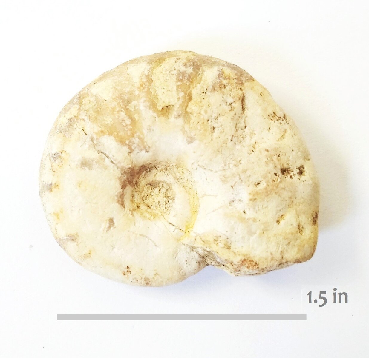 Ammonite Budaiceras elegantior Buda Formation - Member Collections ...
