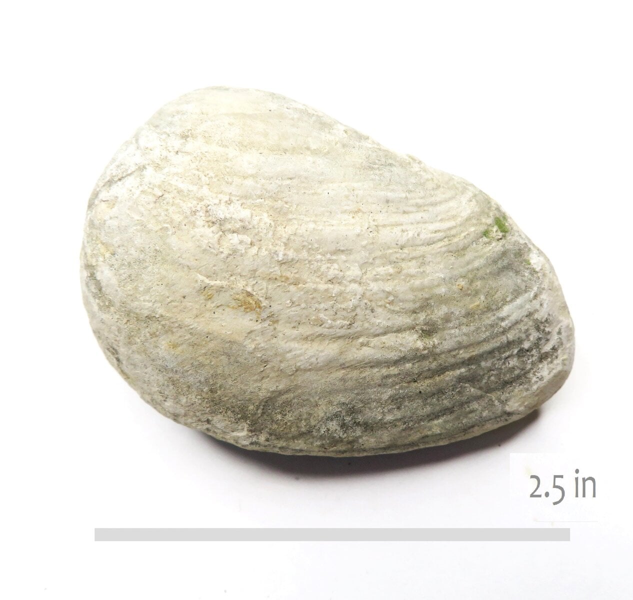 Bivalve Homomya aff. ligeriensis - Bivalves - The Fossil Forum