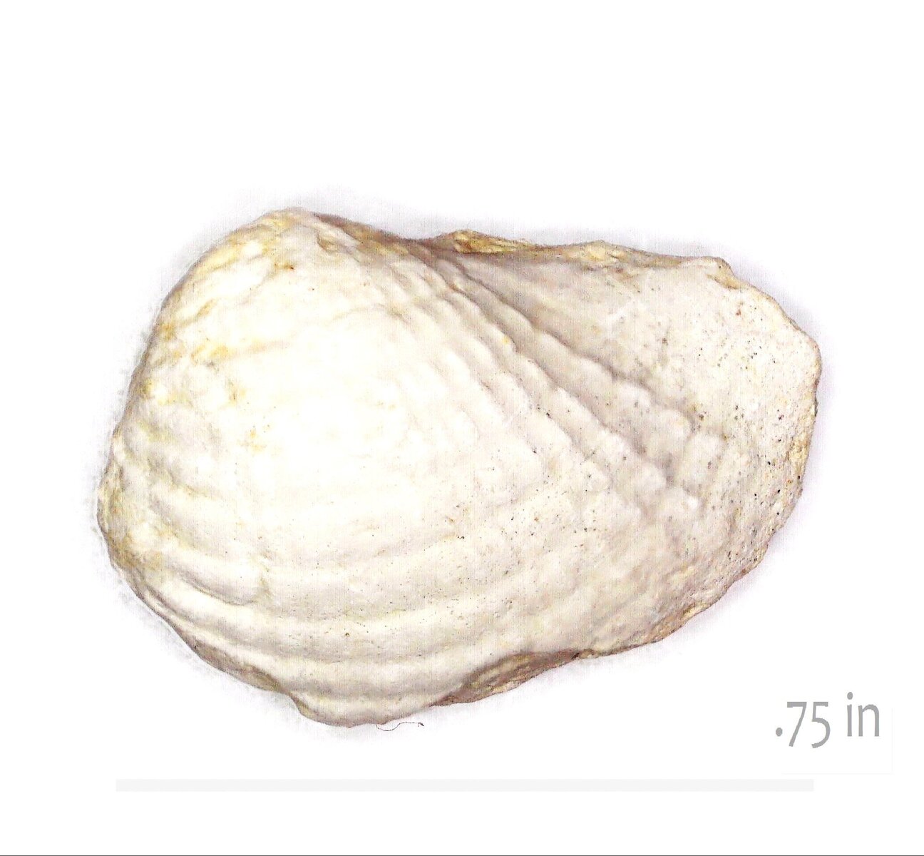 Pholdomya sanctisaba Walnut - Bivalves - The Fossil Forum