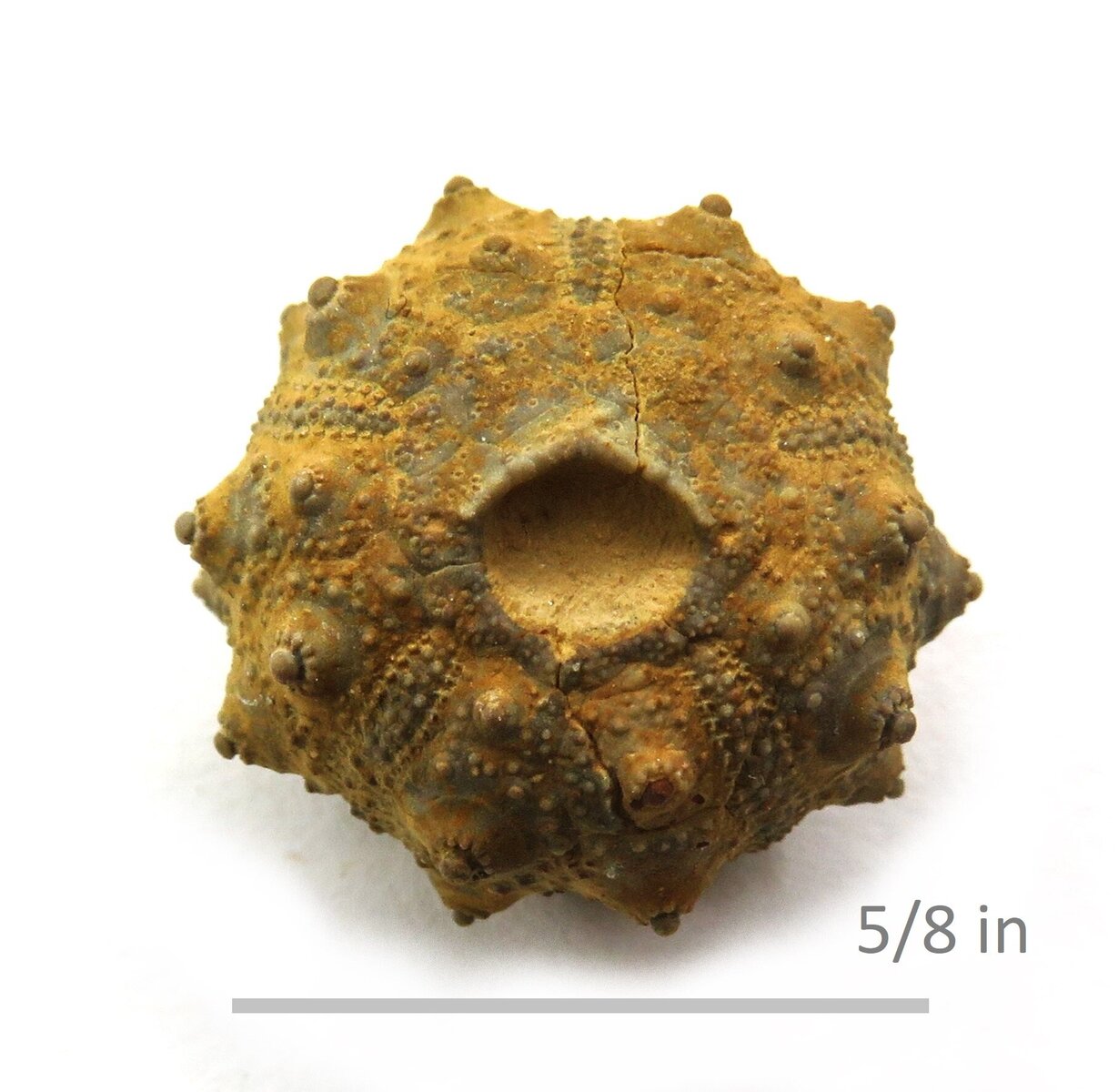 Texas Cretaceous Fossils: Echinoids - The Fossil Forum