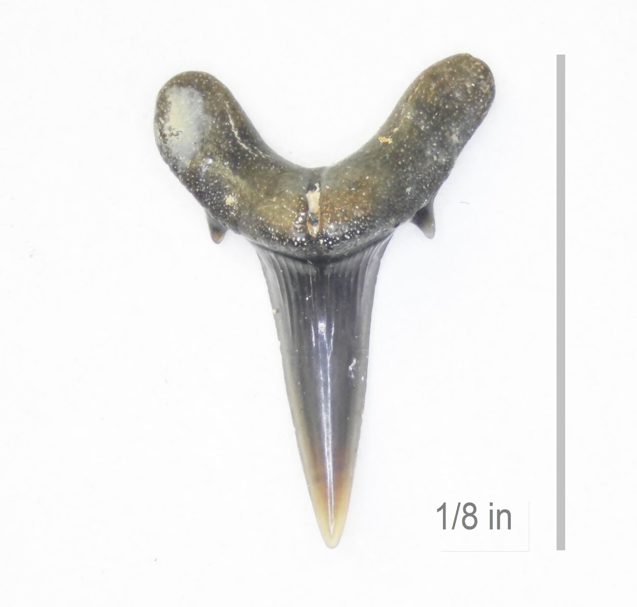 Shark Scapanorhynchus texanus Ozan Formation - Member Collections - The ...