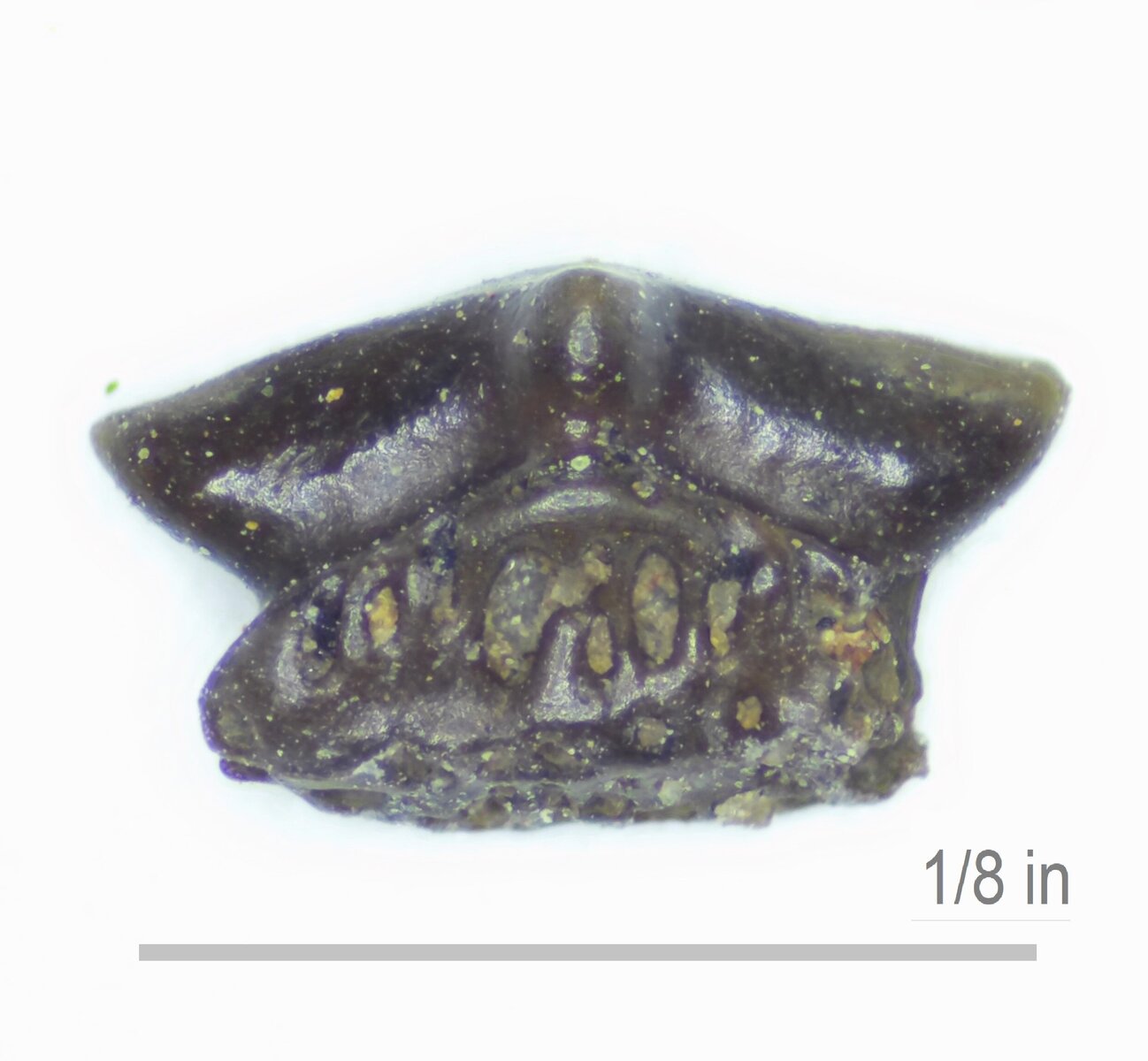 Shark Lonchidion selachos Aguja Formation - Member Collections - The ...