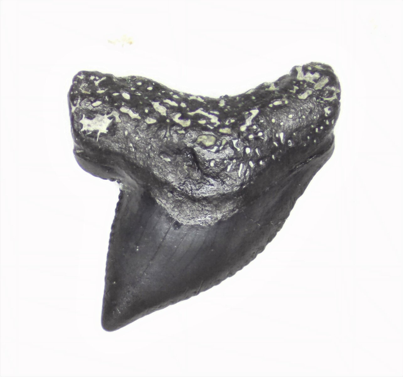Shark Squalicorax falcatus Atco Formation - Member Collections - The ...