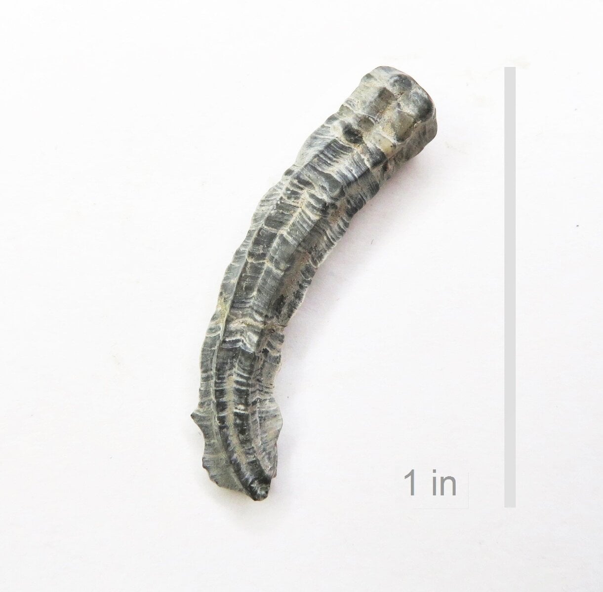 Worm Pyrgopolon onyx Ozan Formation - Cretaceous - The Fossil Forum