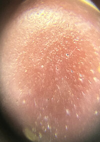 Denticle and suggestively shaped mineral, help ID - Fossil ID - The ...