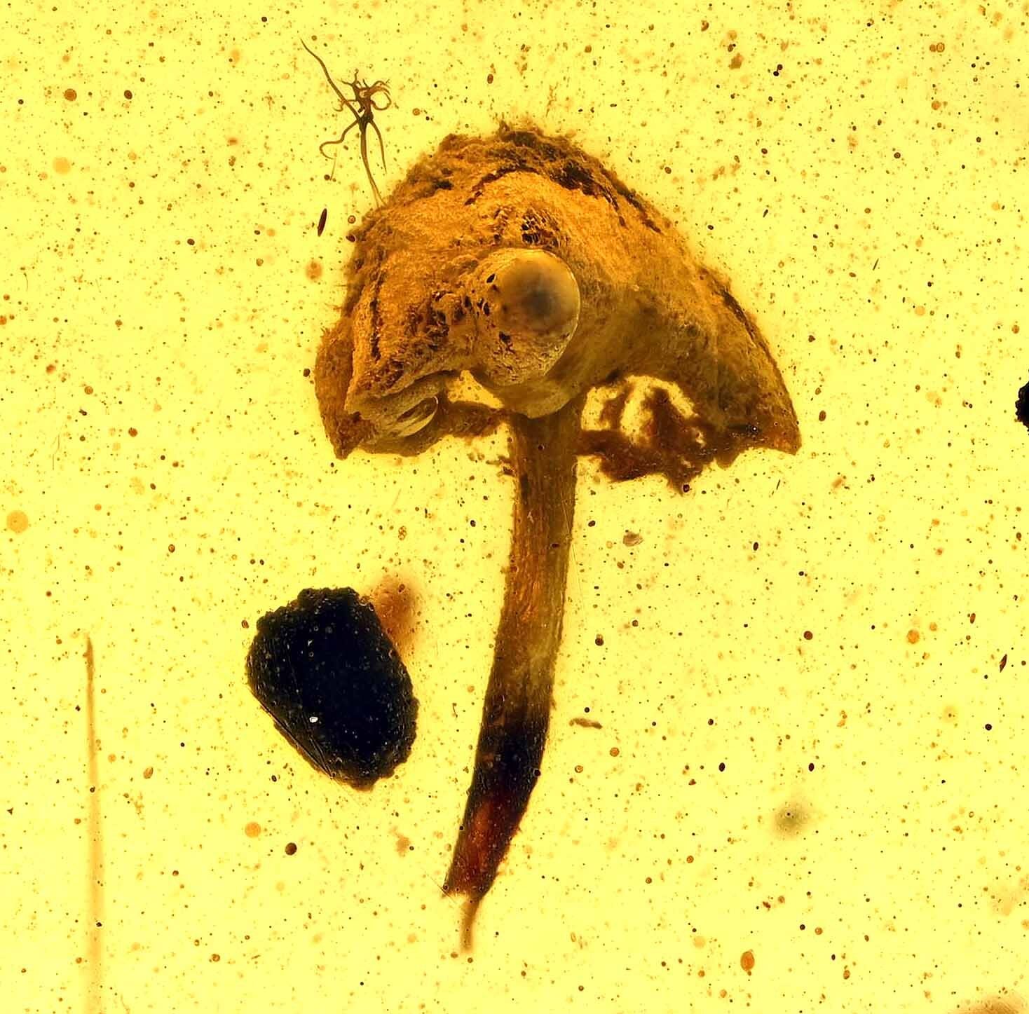 [Baltic Amber Inclusion] Extremely Rare Mushroom, Fungi :) - Micro ...
