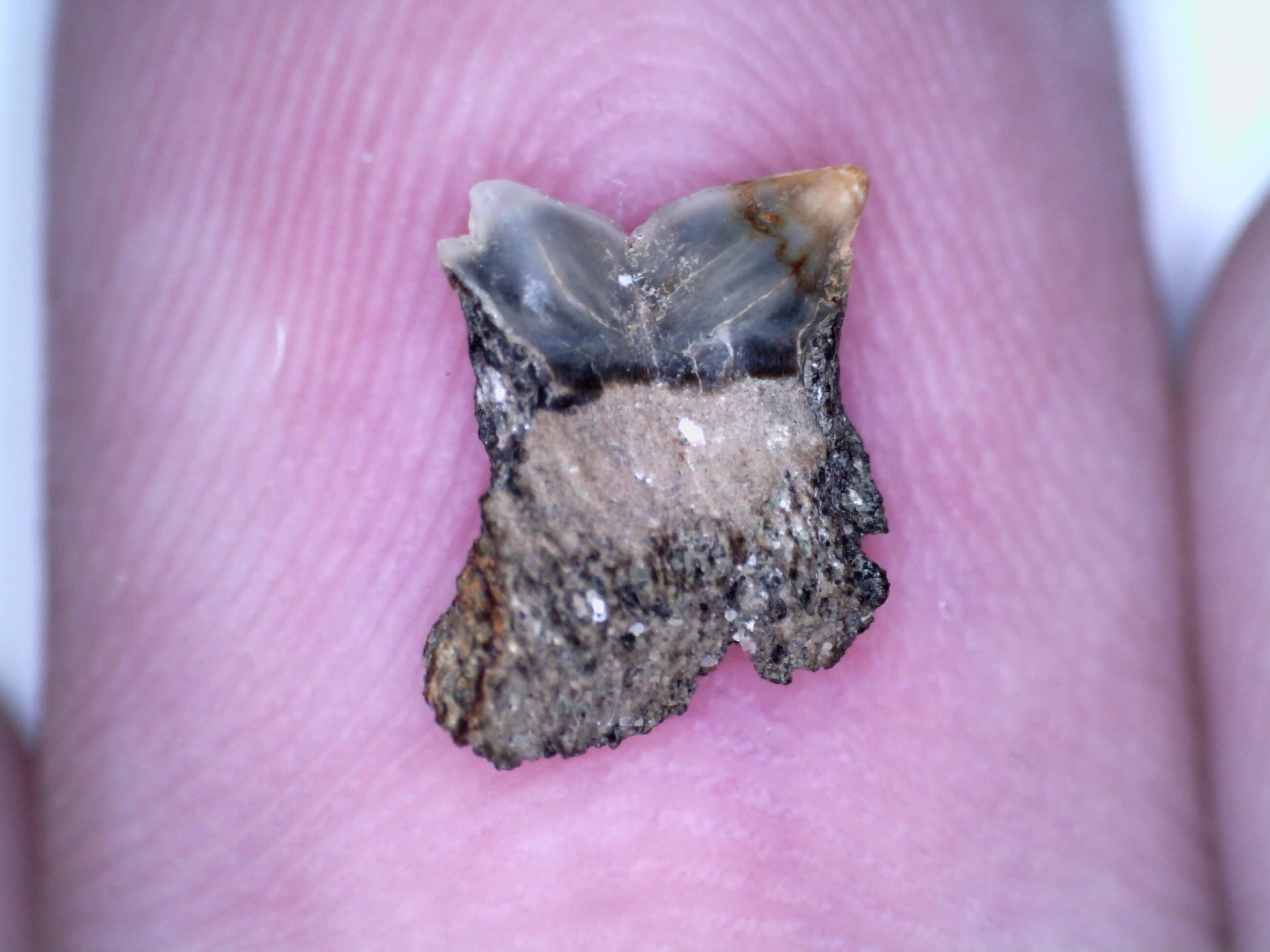 Are these cow shark teeth symphyseal? - Fossil ID - The Fossil Forum