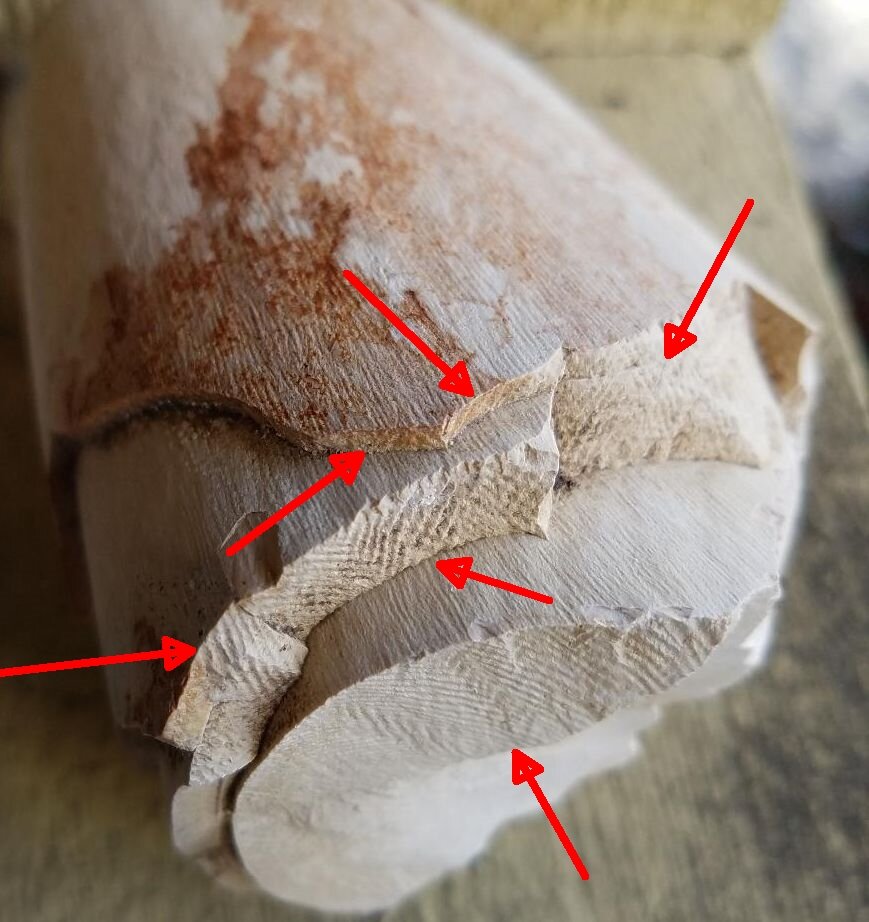 Elephant tusk fossil ID - Fossil ID - The Fossil Forum