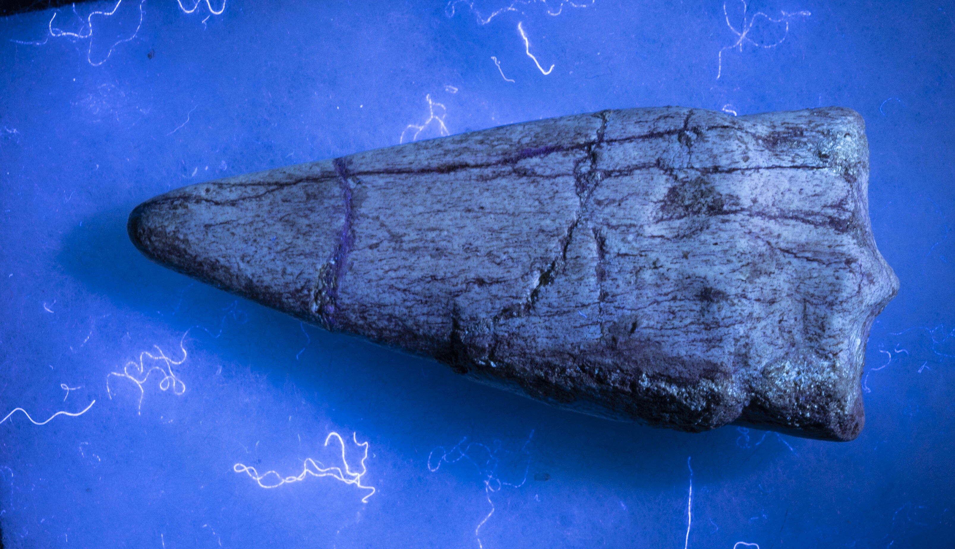 What should I look for when examining fossils under UV light ...