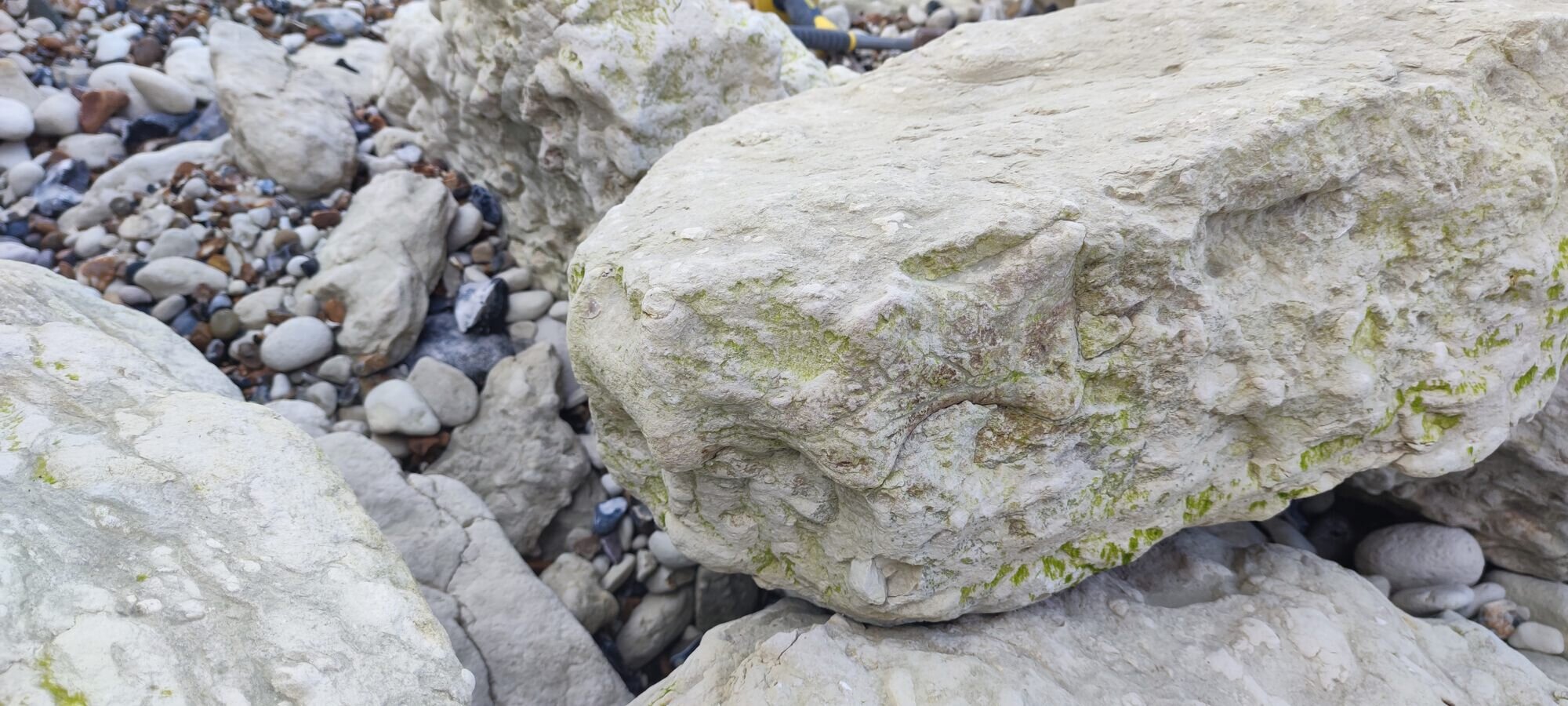Turonian excursions - Fossil Hunting Trips - The Fossil Forum