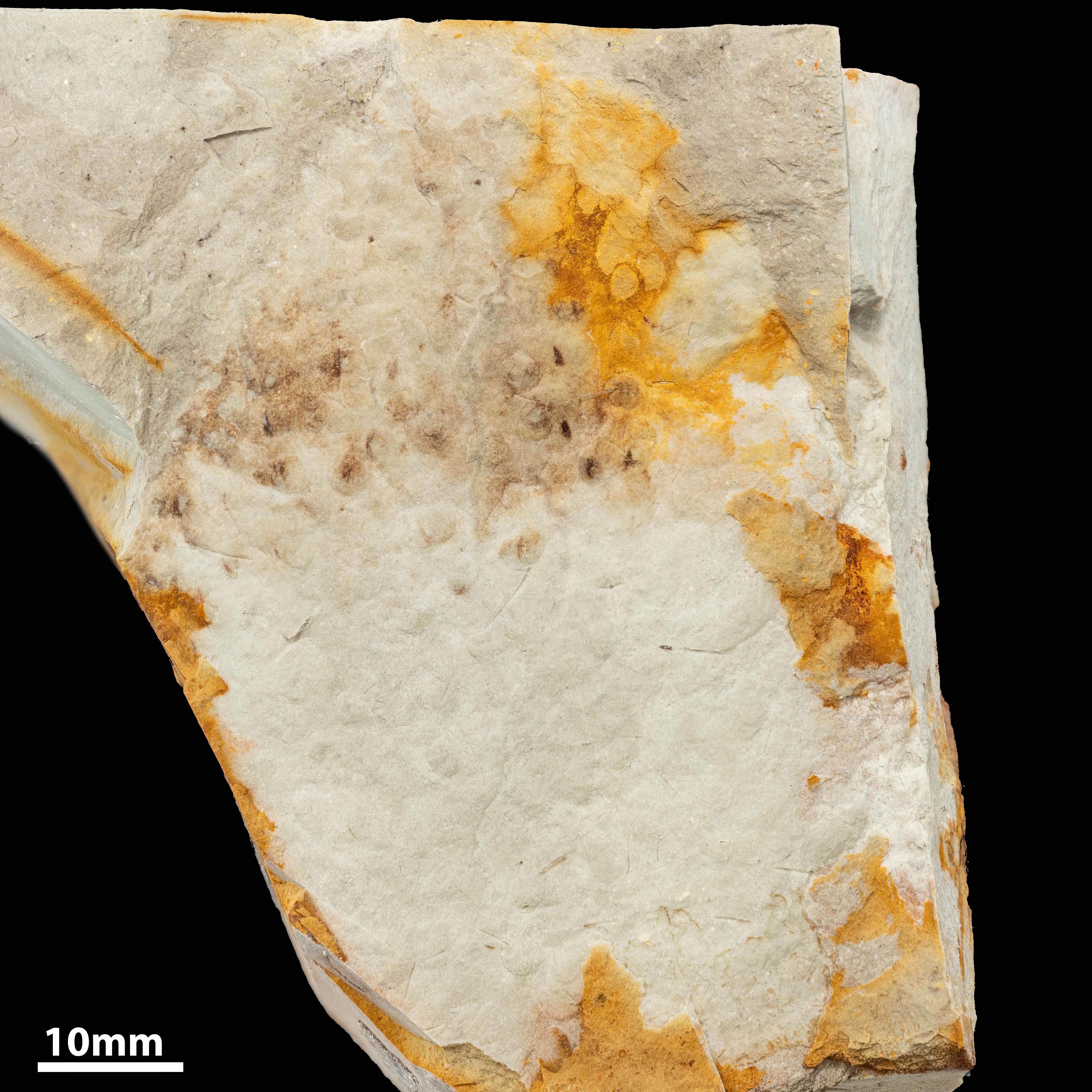 Dendroid graptolites - Fossil Hunting Trips - The Fossil Forum