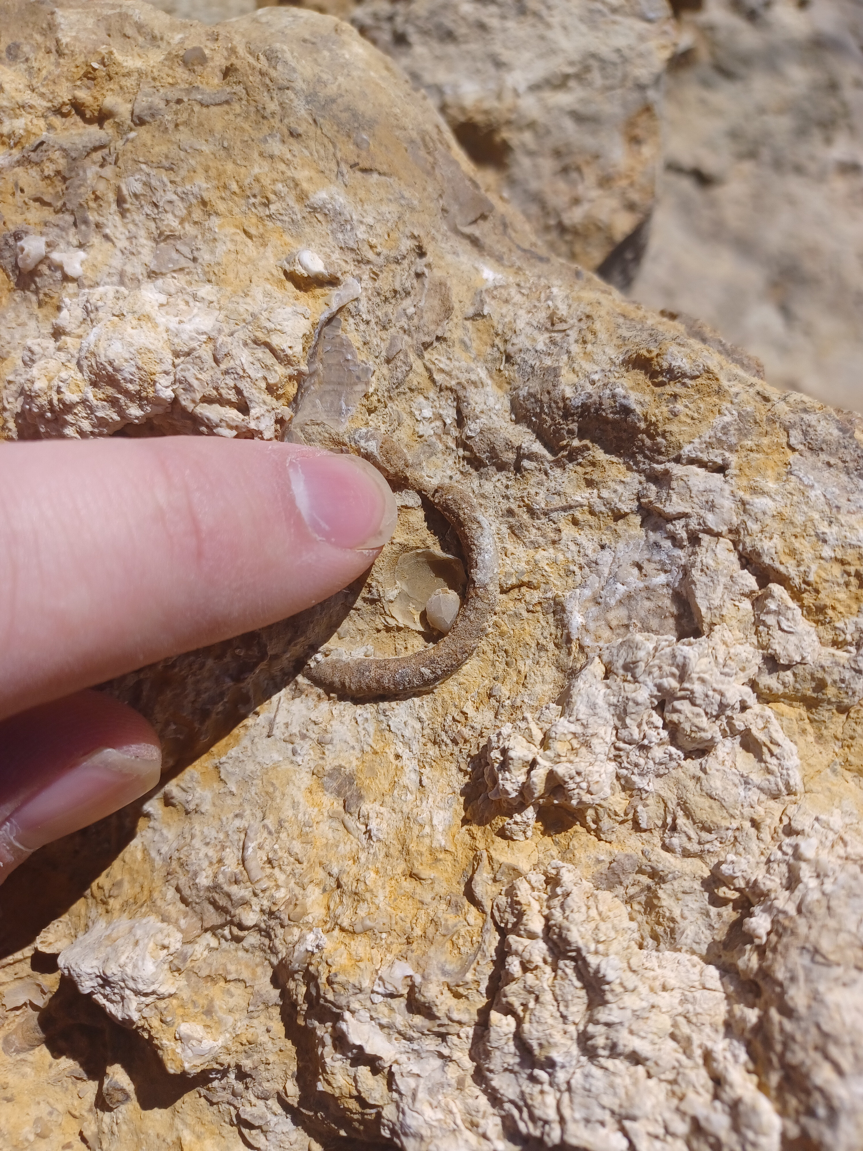 Strange Sinusoidal Fossil Sponge? Burrow Trace fossils? (Missouri ...