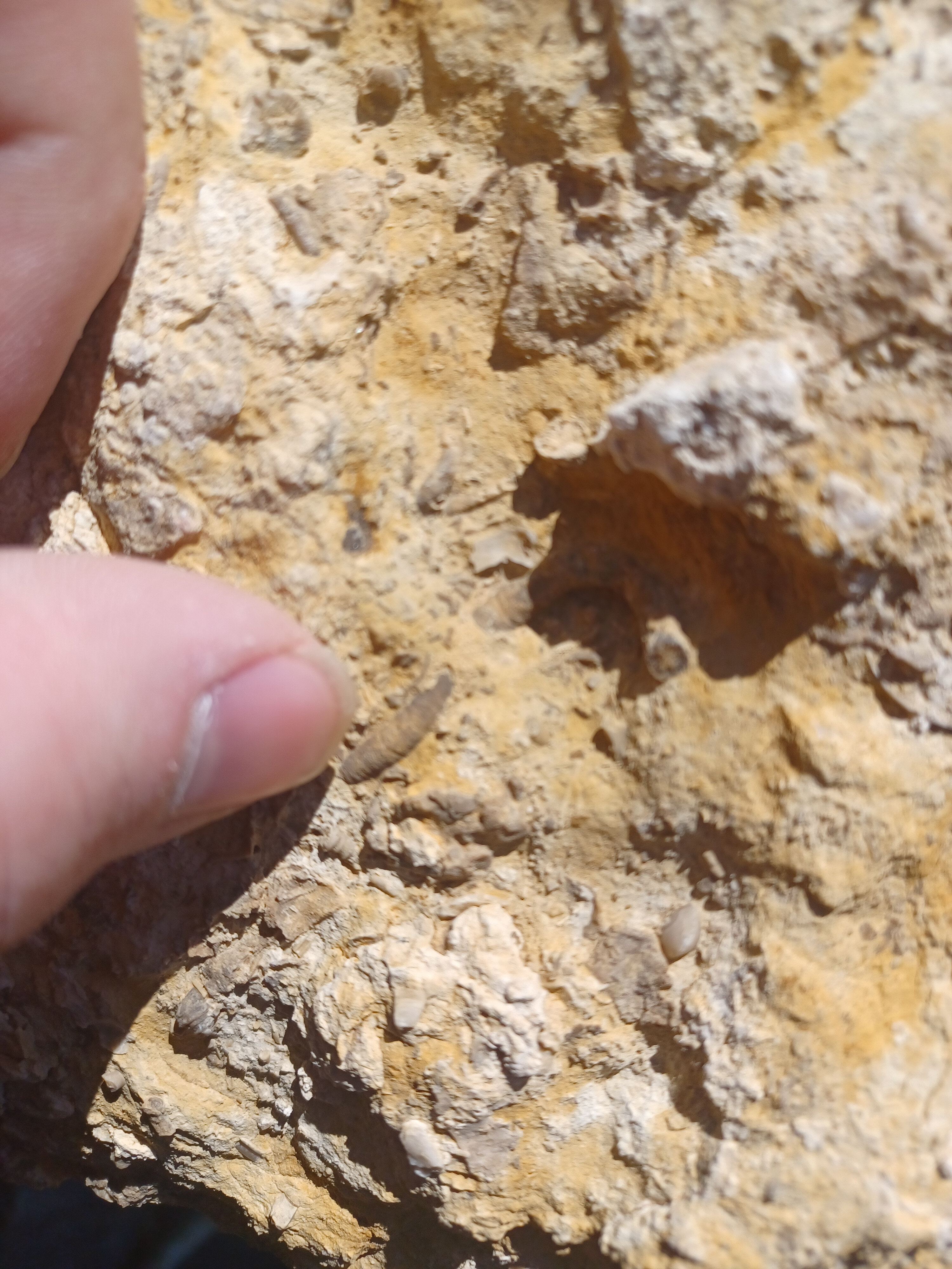 Strange Sinusoidal Fossil Sponge? Burrow Trace fossils? (Missouri ...