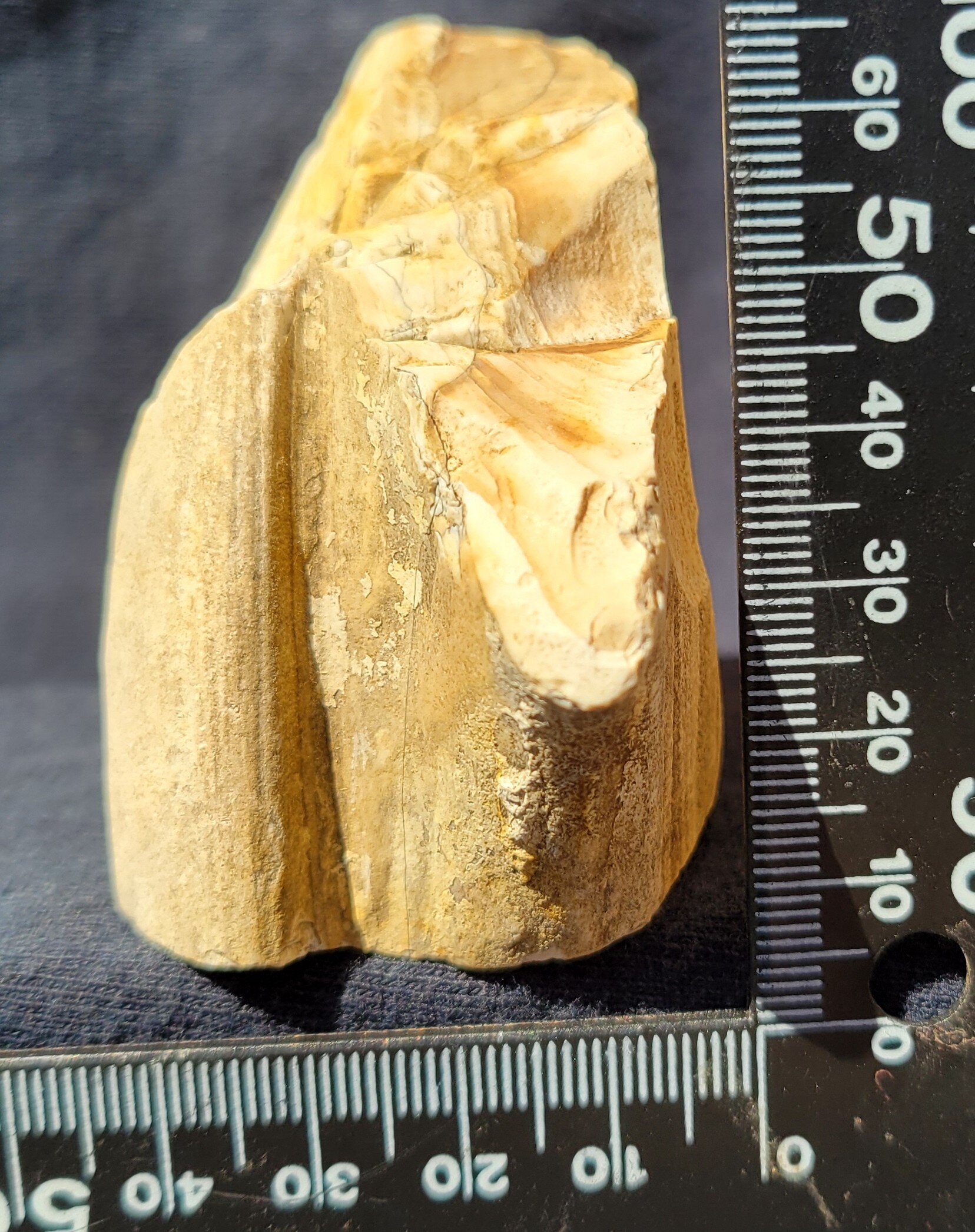 Articulating joint? - Fossil ID - The Fossil Forum