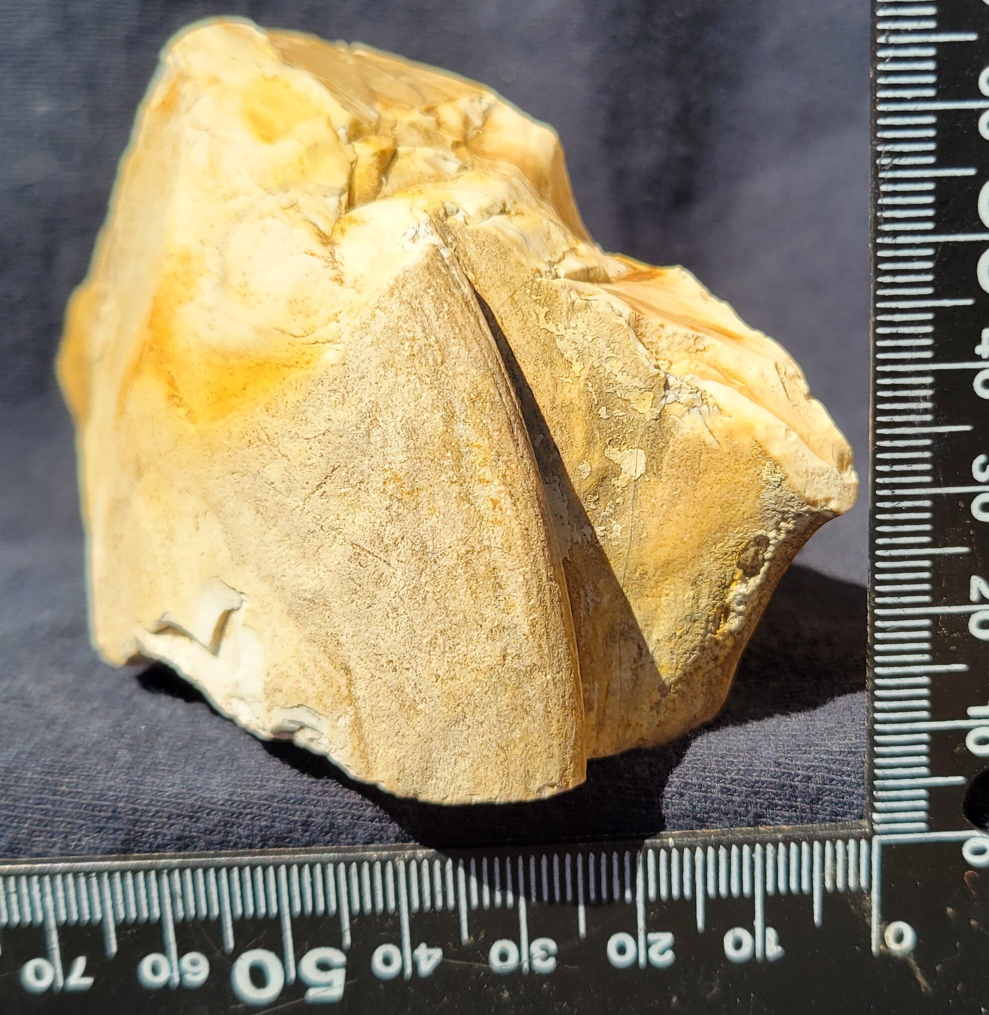 Articulating joint? - Fossil ID - The Fossil Forum