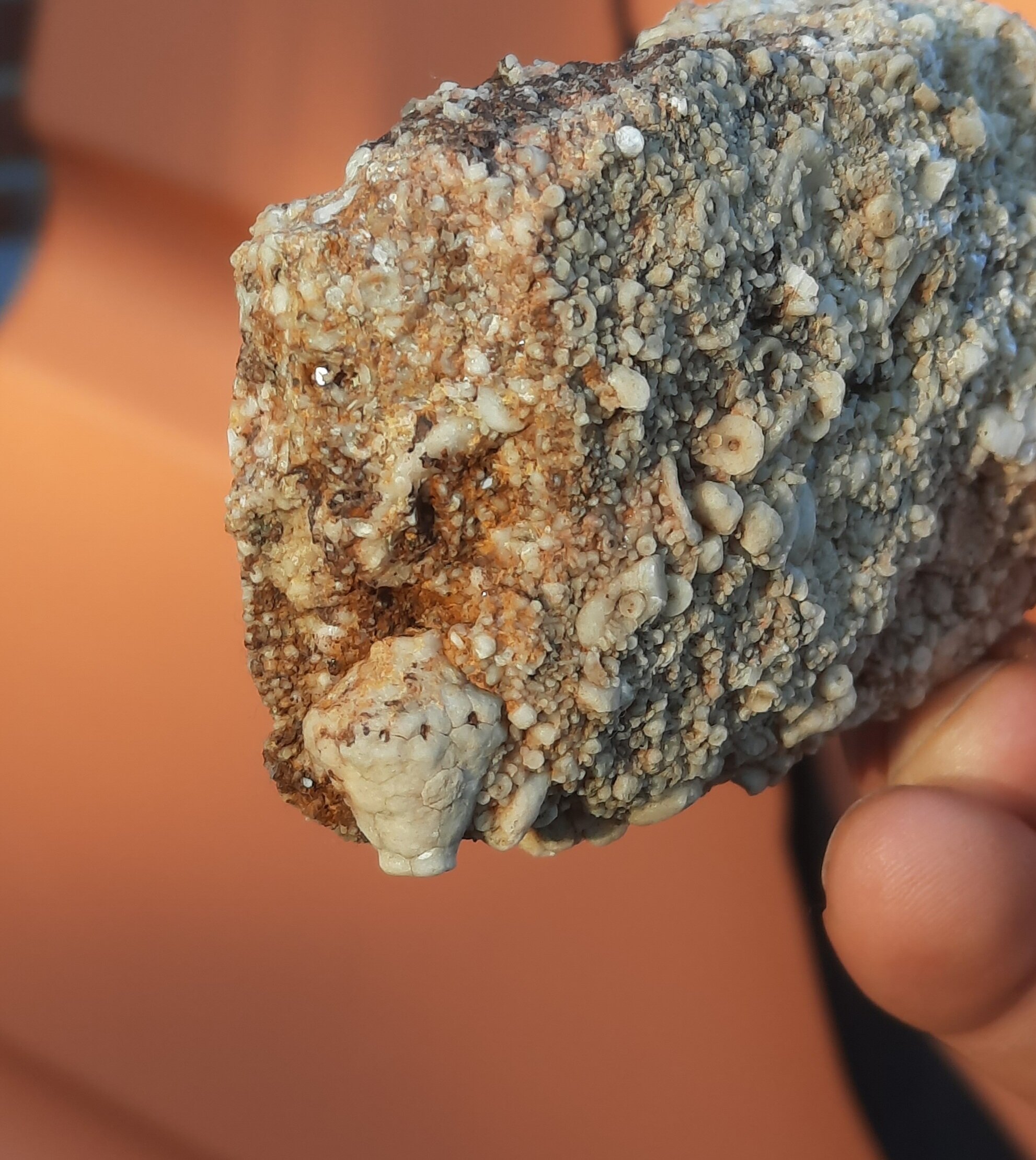 Sidequest for some crinoids - Fossil Hunting Trips - The Fossil Forum