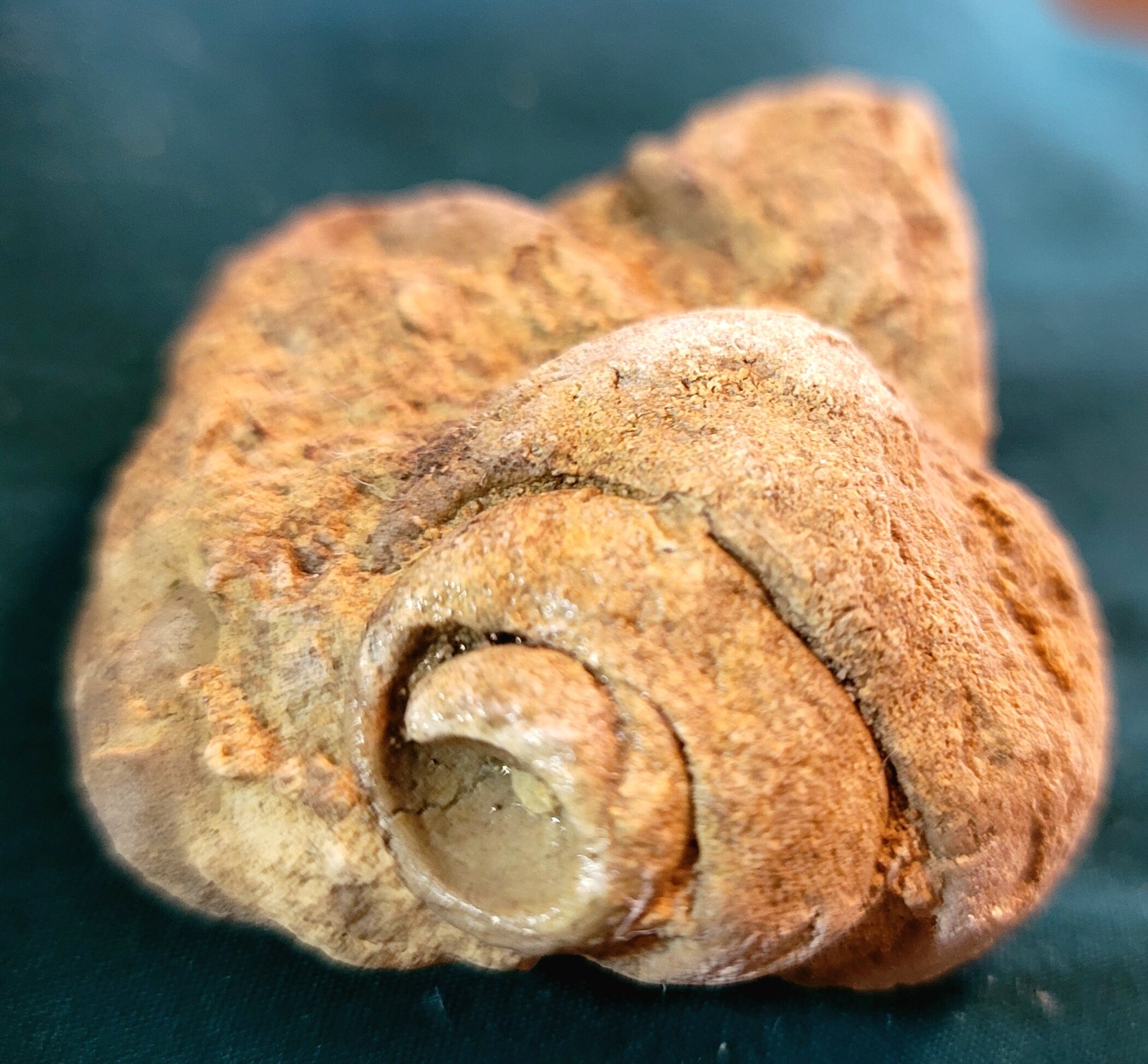 Fun Finding Fossils with Friends in Fort...Worth TX - Fossil Hunting ...