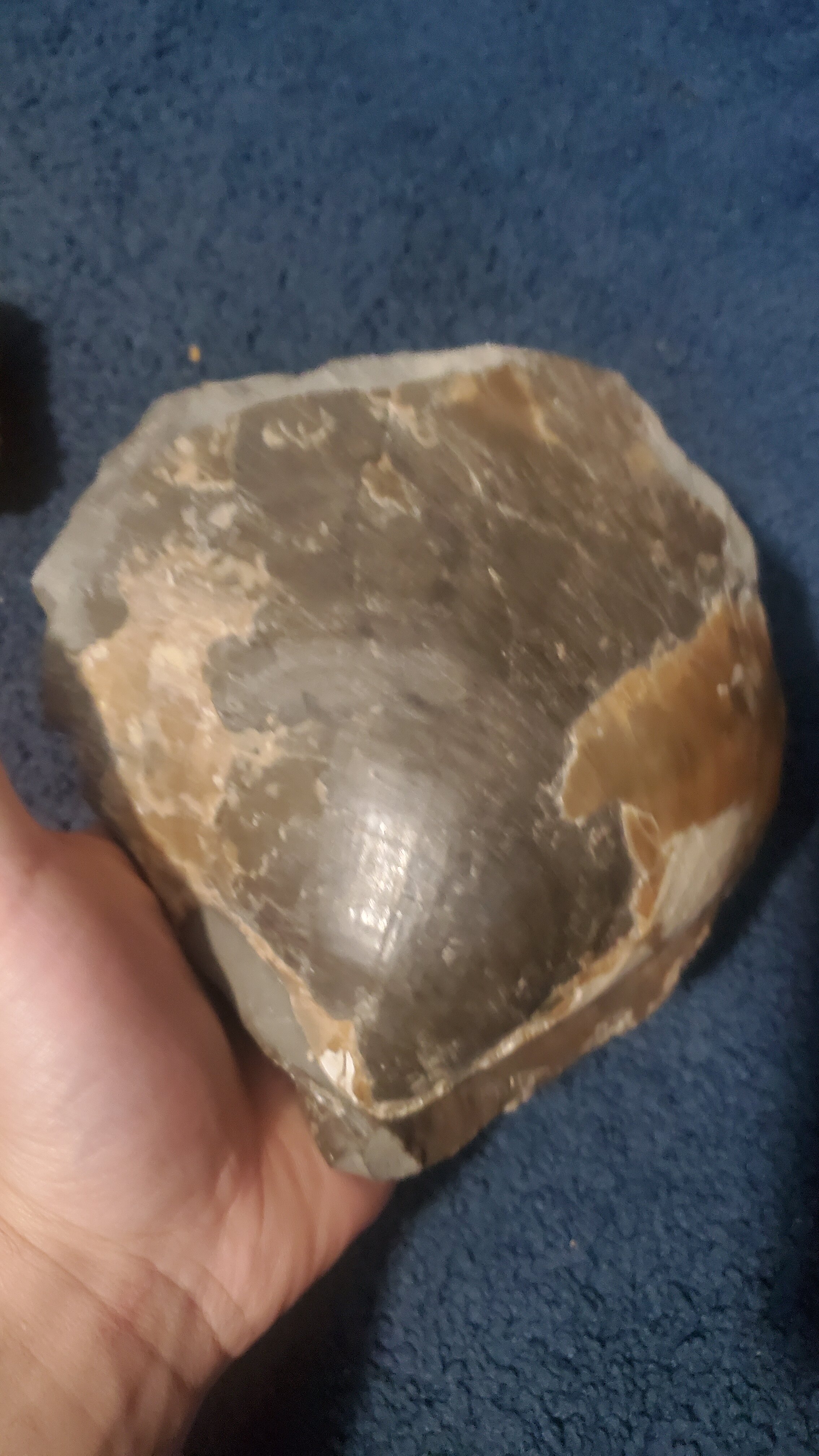 Some cool fossils i still feel are very unique - Member Collections ...