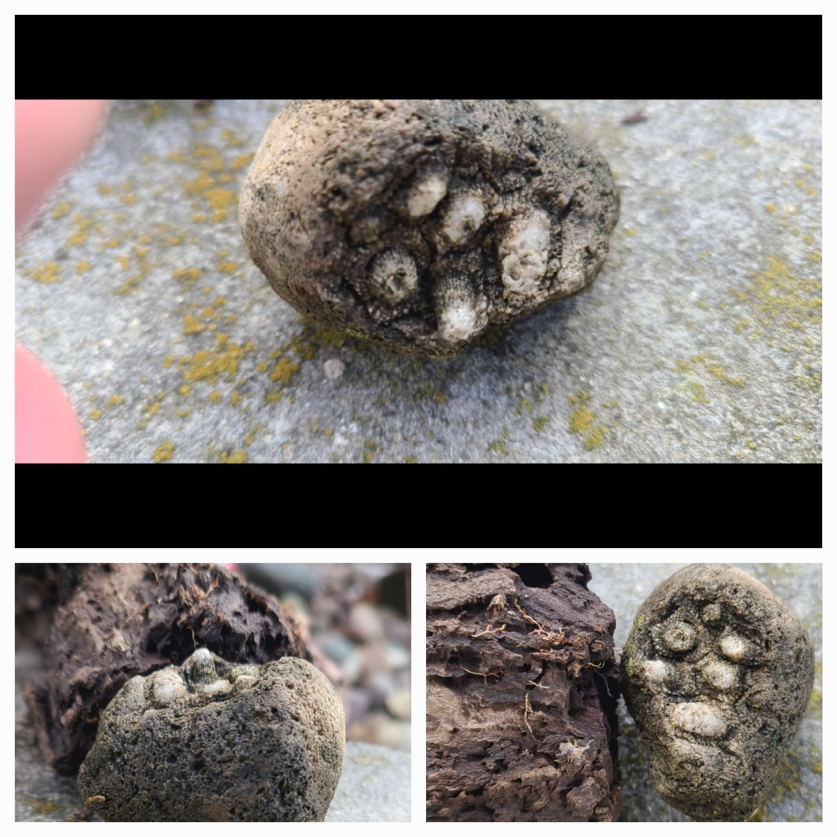 New to fossil forum - please help ID - Fossil ID - The Fossil Forum