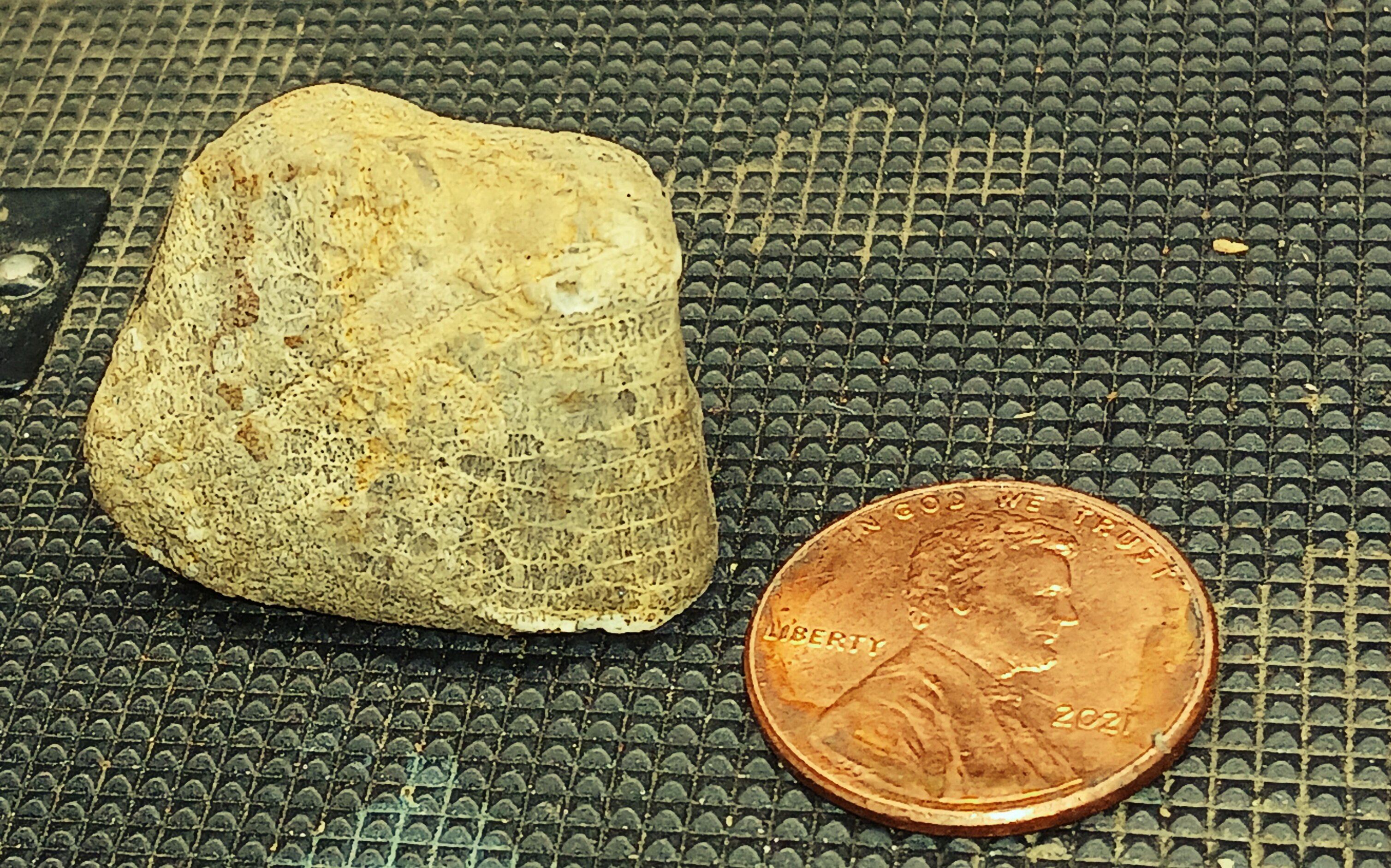 Scales? - Fossil ID - The Fossil Forum