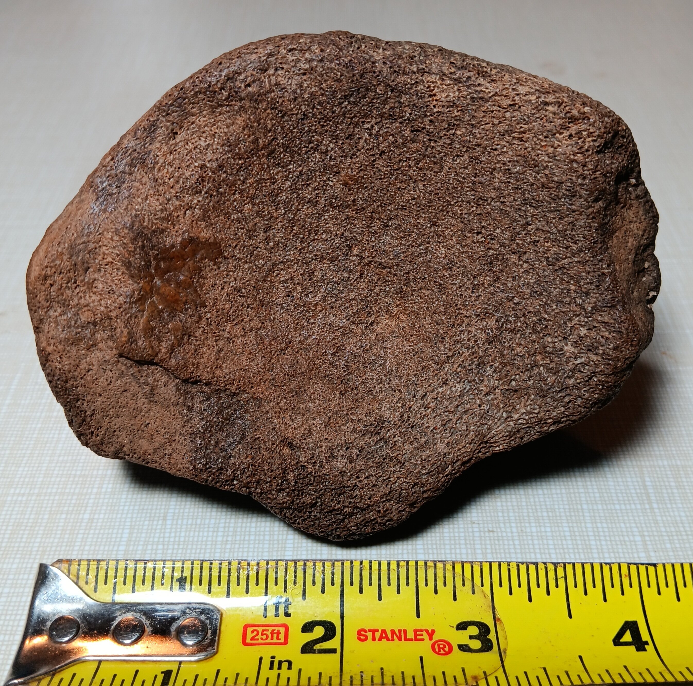 SE Texas - Large Mammal Bone - Fossil ID - The Fossil Forum