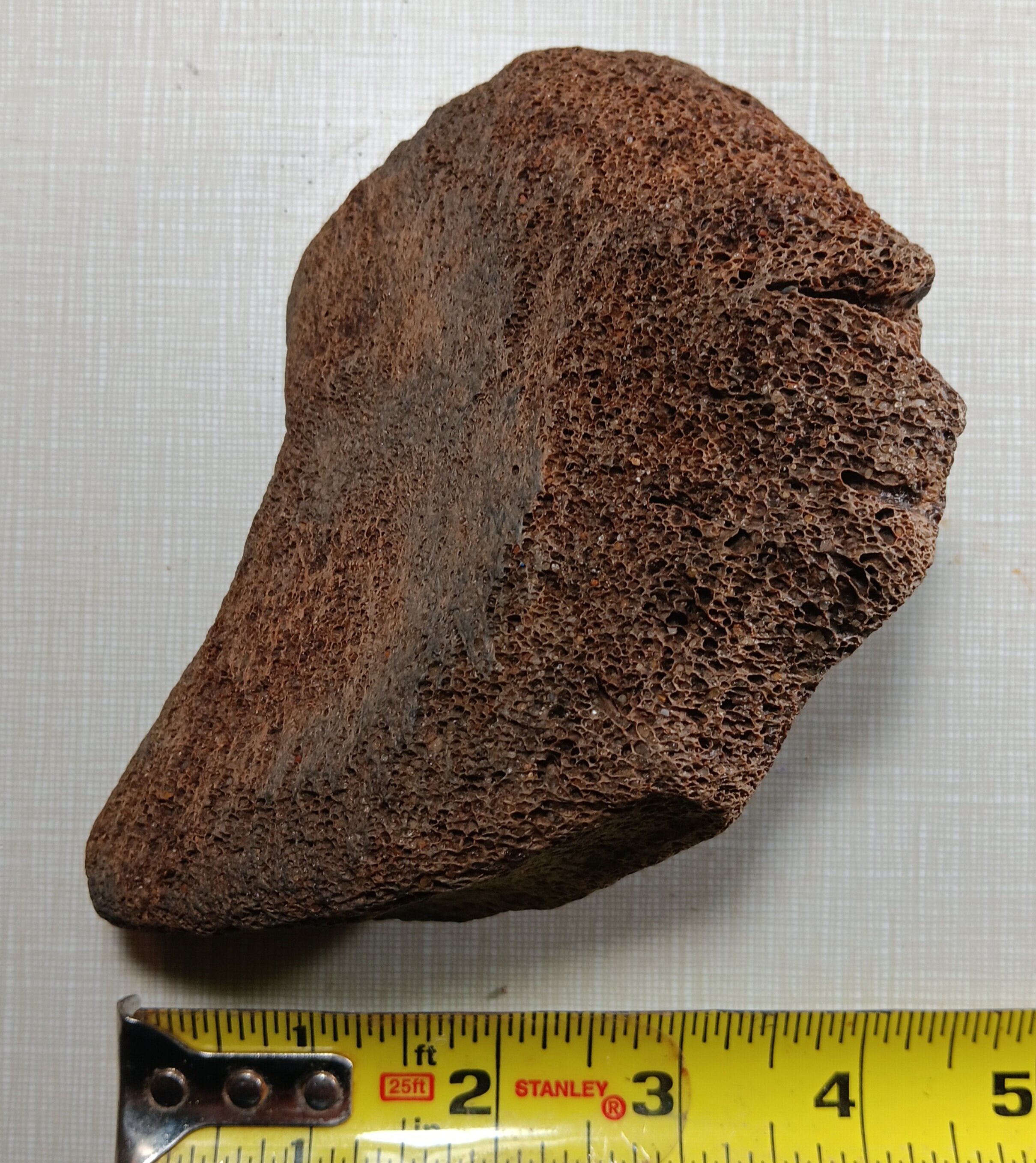 SE Texas - Large Mammal Bone 2 - Fossil ID - The Fossil Forum