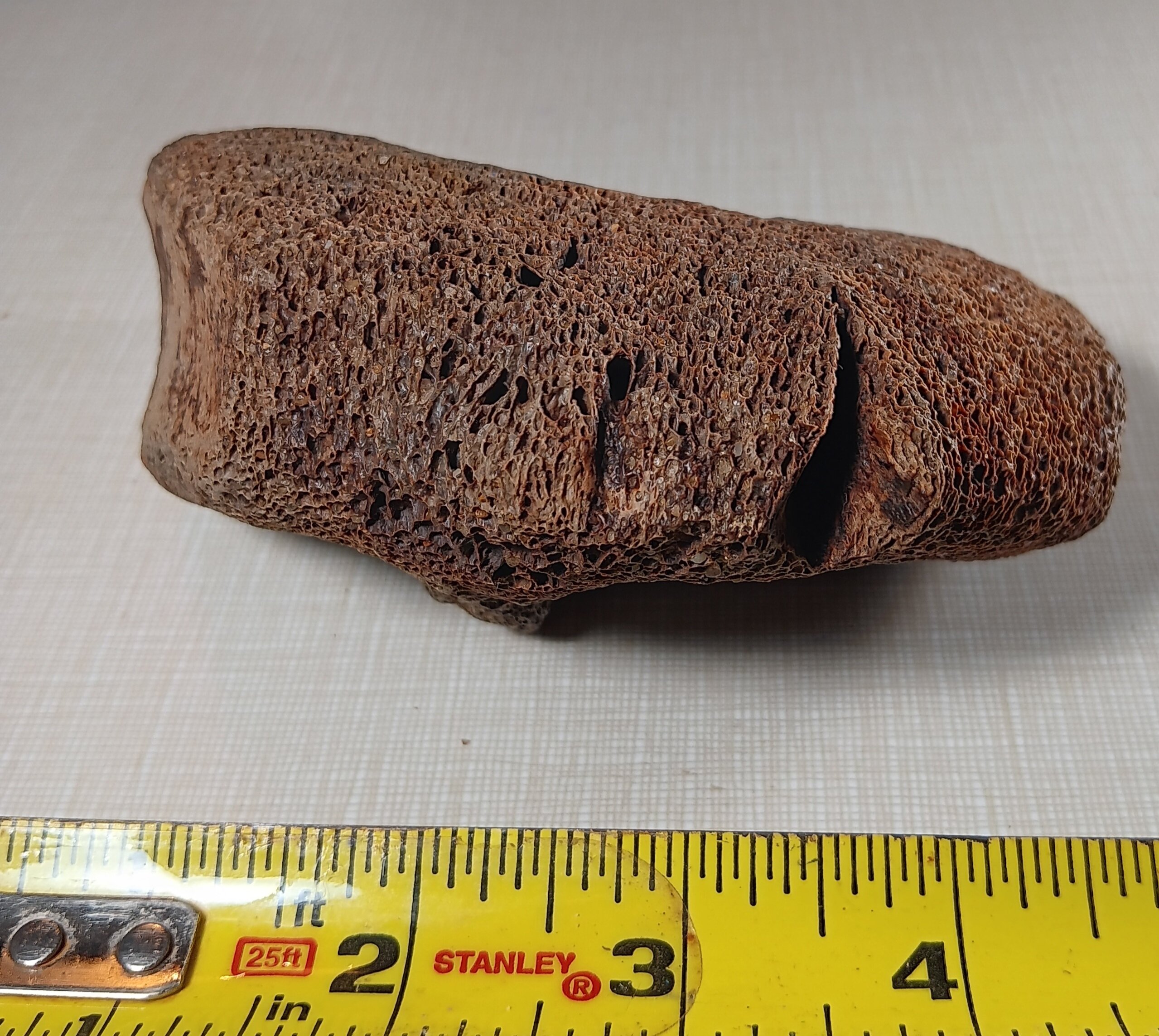 SE Texas - Large Mammal Bone 2 - Fossil ID - The Fossil Forum