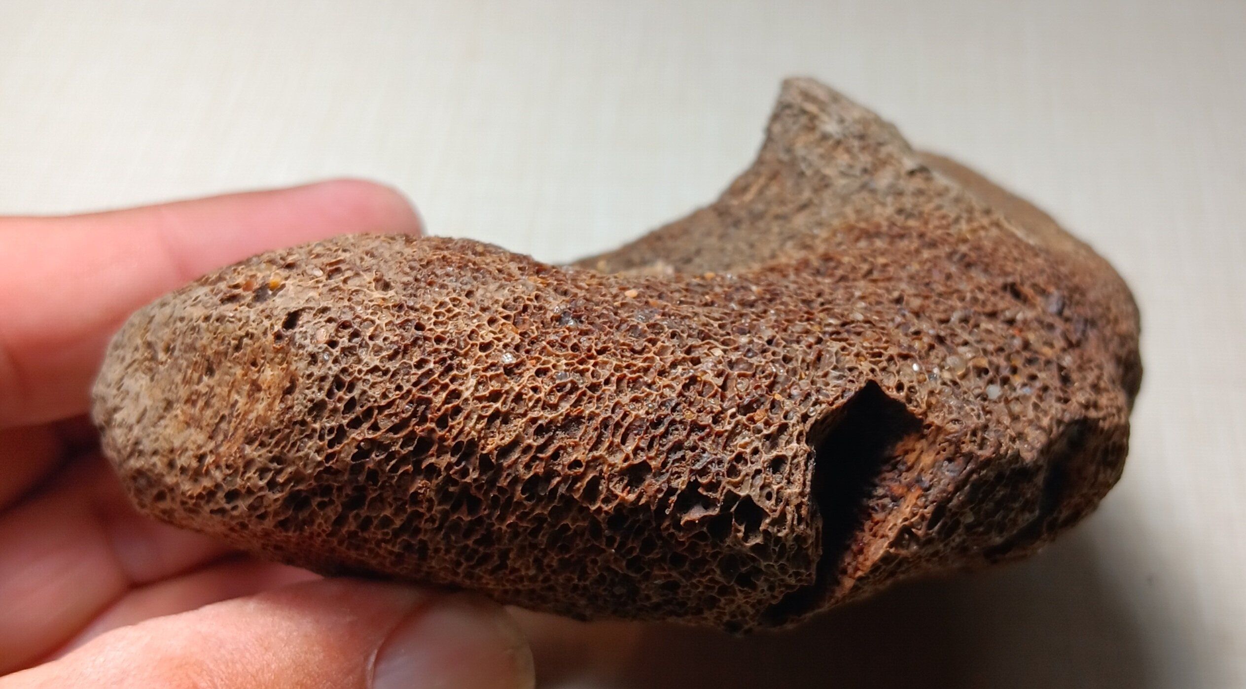 SE Texas - Large Mammal Bone 2 - Fossil ID - The Fossil Forum