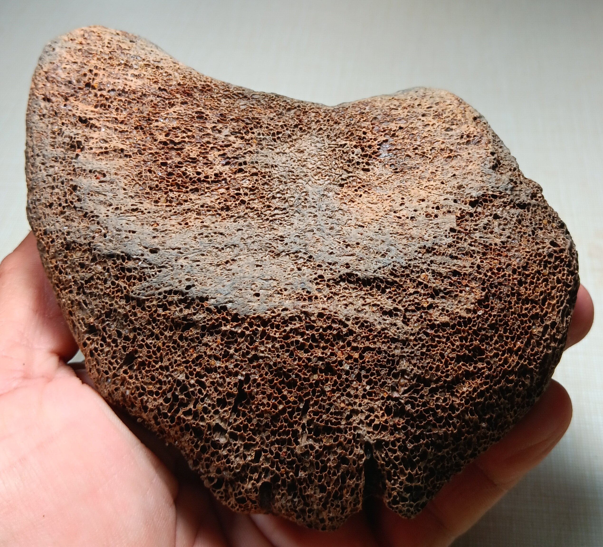 SE Texas - Large Mammal Bone 2 - Fossil ID - The Fossil Forum