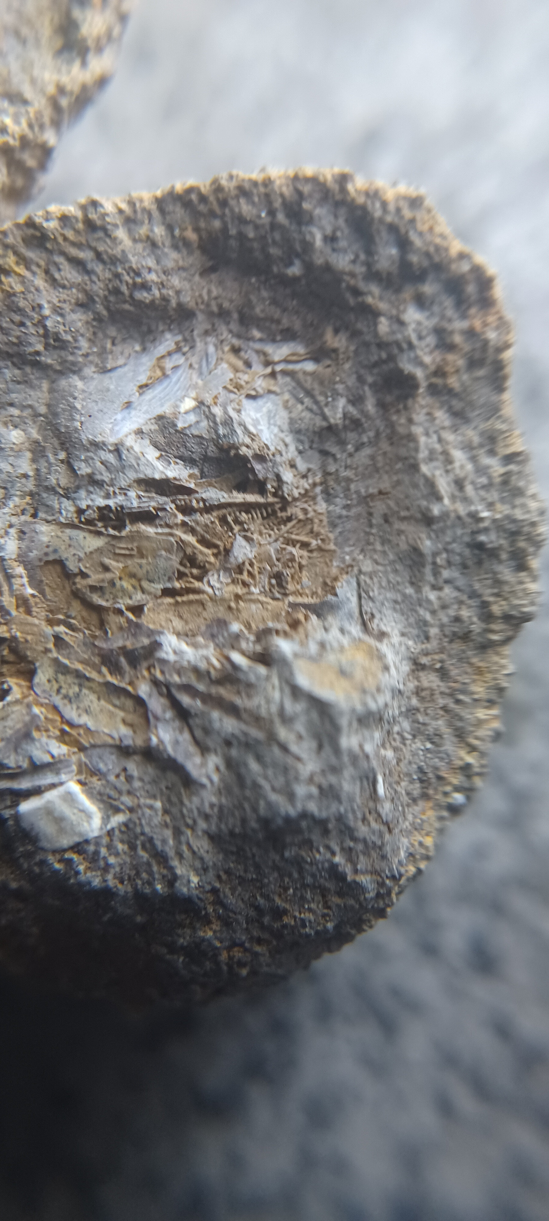Are these fossil Fish Rakers or mandible material in fish vomit ...