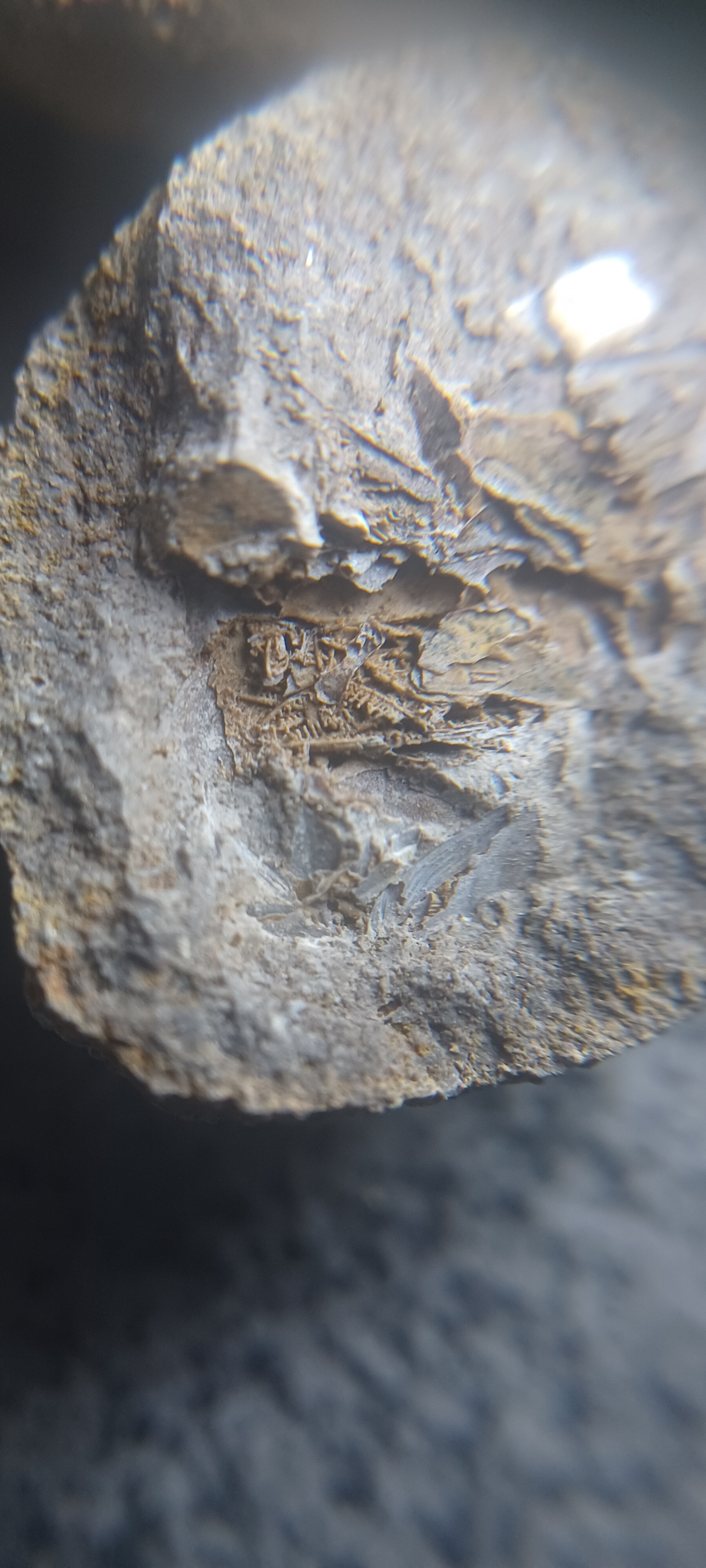 Are these fossil Fish Rakers or mandible material in fish vomit ...