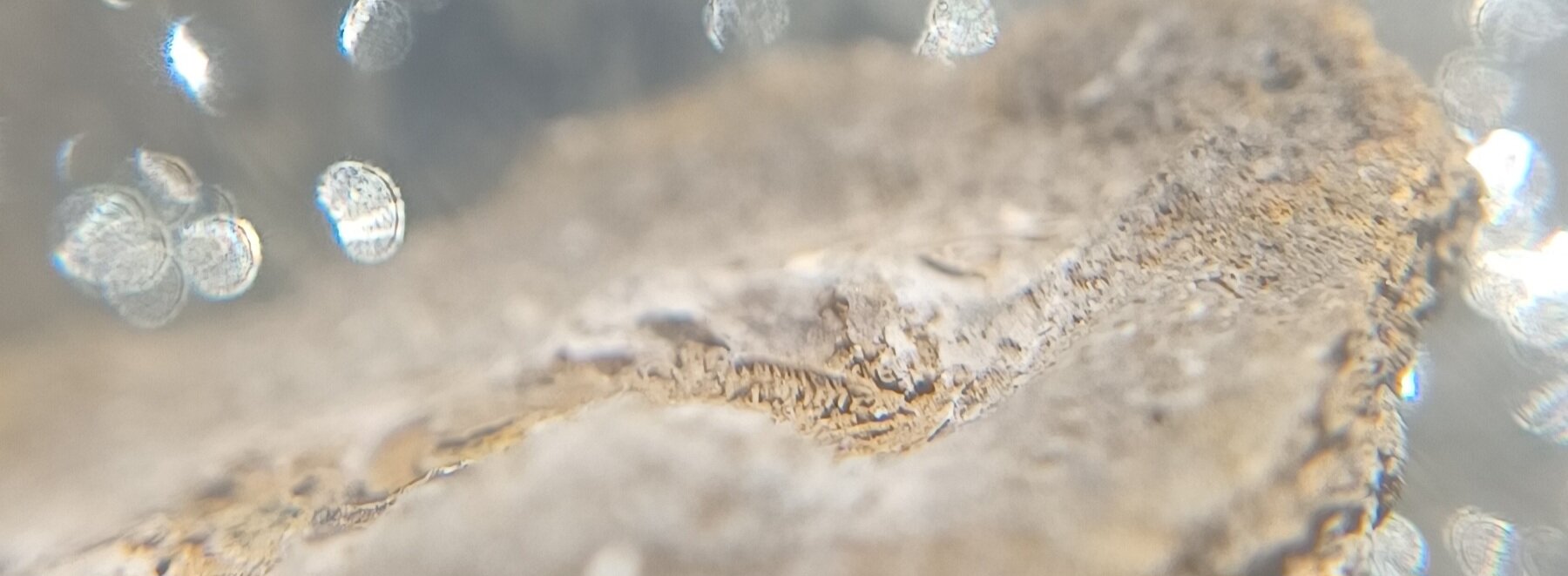 Are these fossil Fish Rakers or mandible material in fish vomit ...