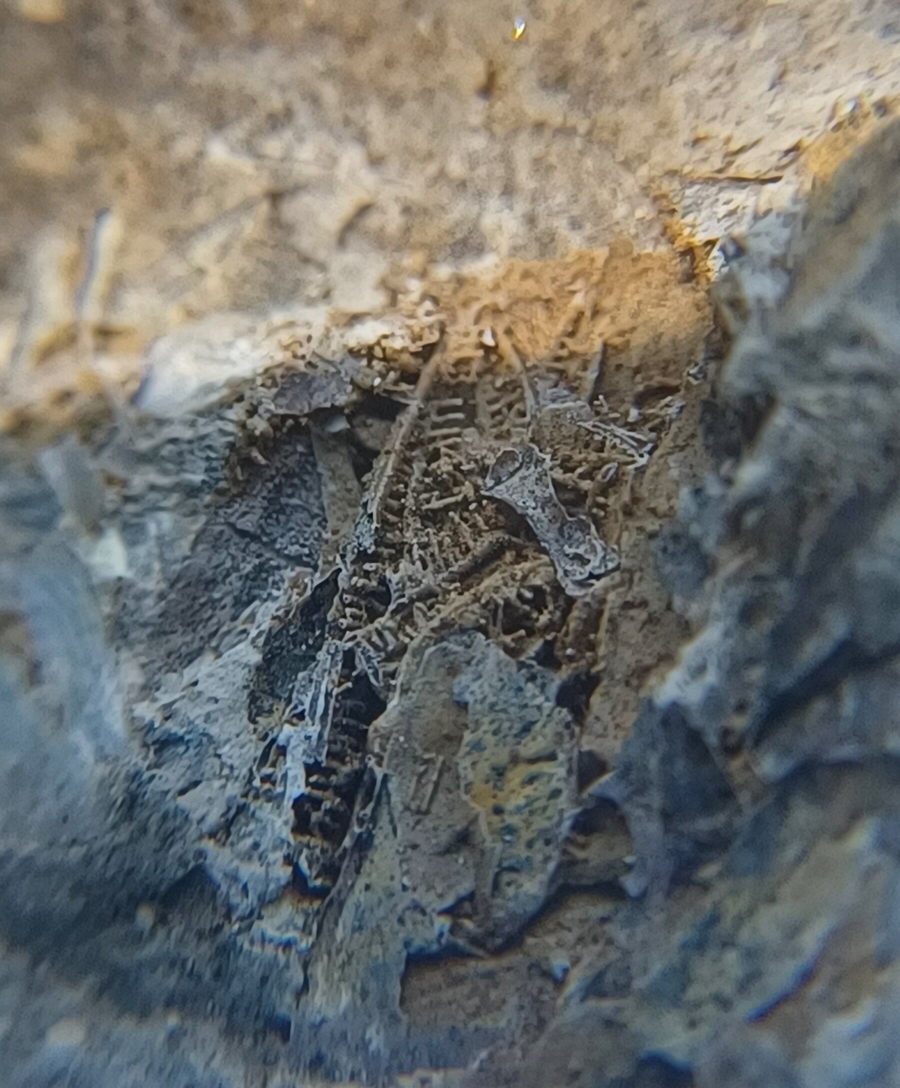 Are these fossil Fish Rakers or mandible material in fish vomit ...
