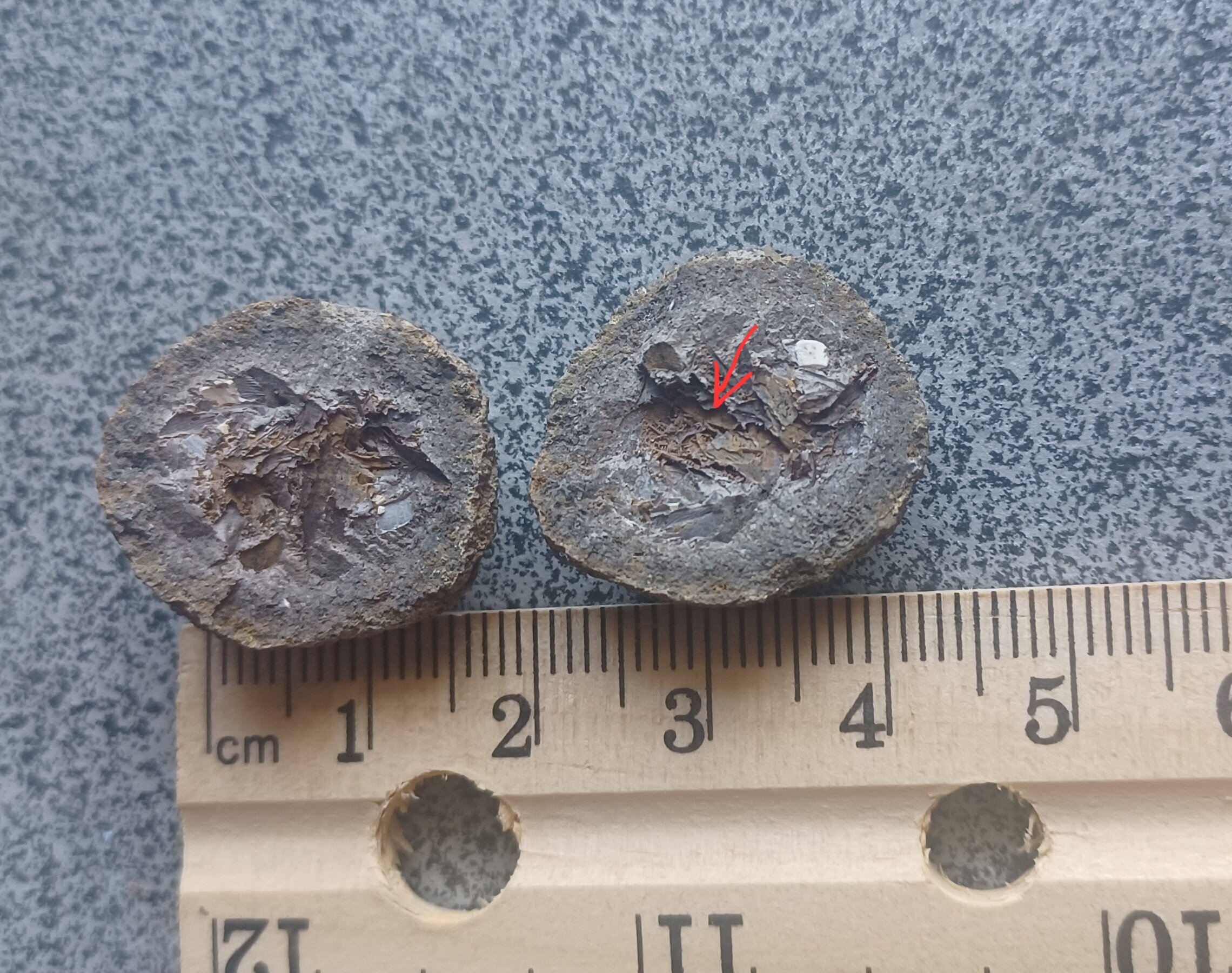 Are these fossil Fish Rakers or mandible material in fish vomit ...