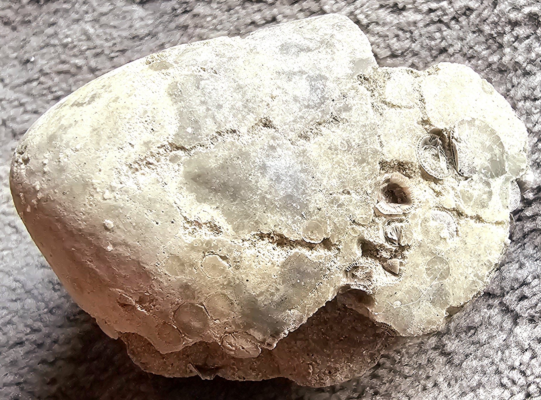 My 4th fossil pile! More goodies!! - Fossil Hunting Trips - The Fossil ...