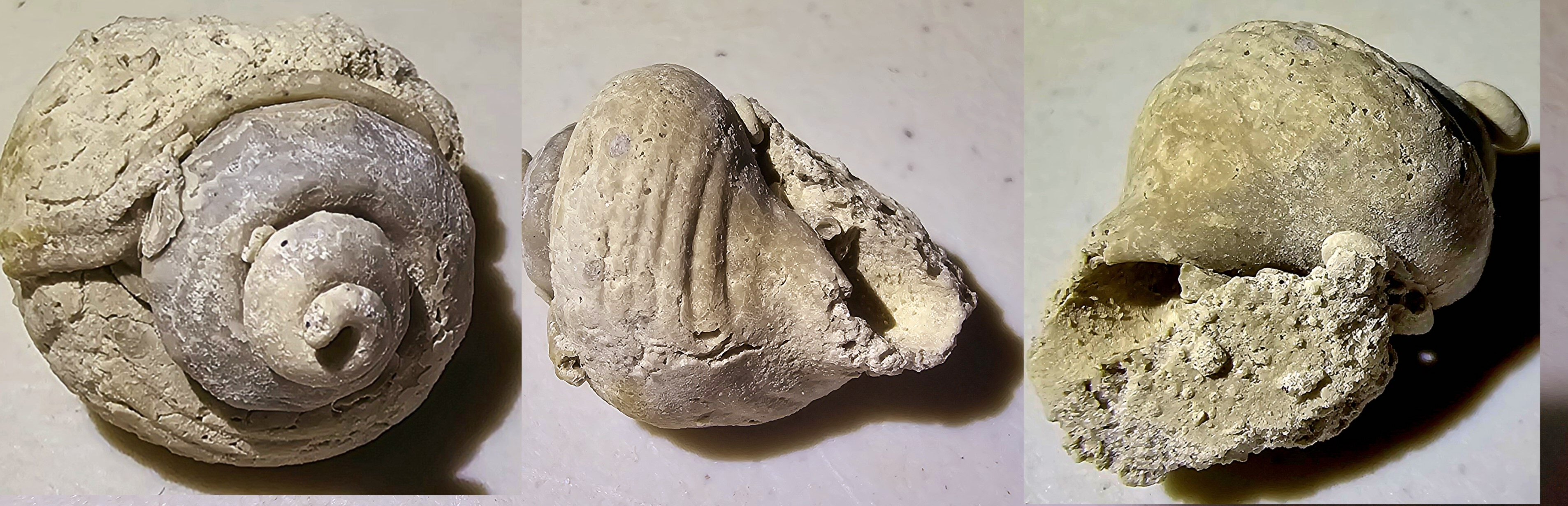 My 4th fossil pile! More goodies!! - Fossil Hunting Trips - The Fossil ...