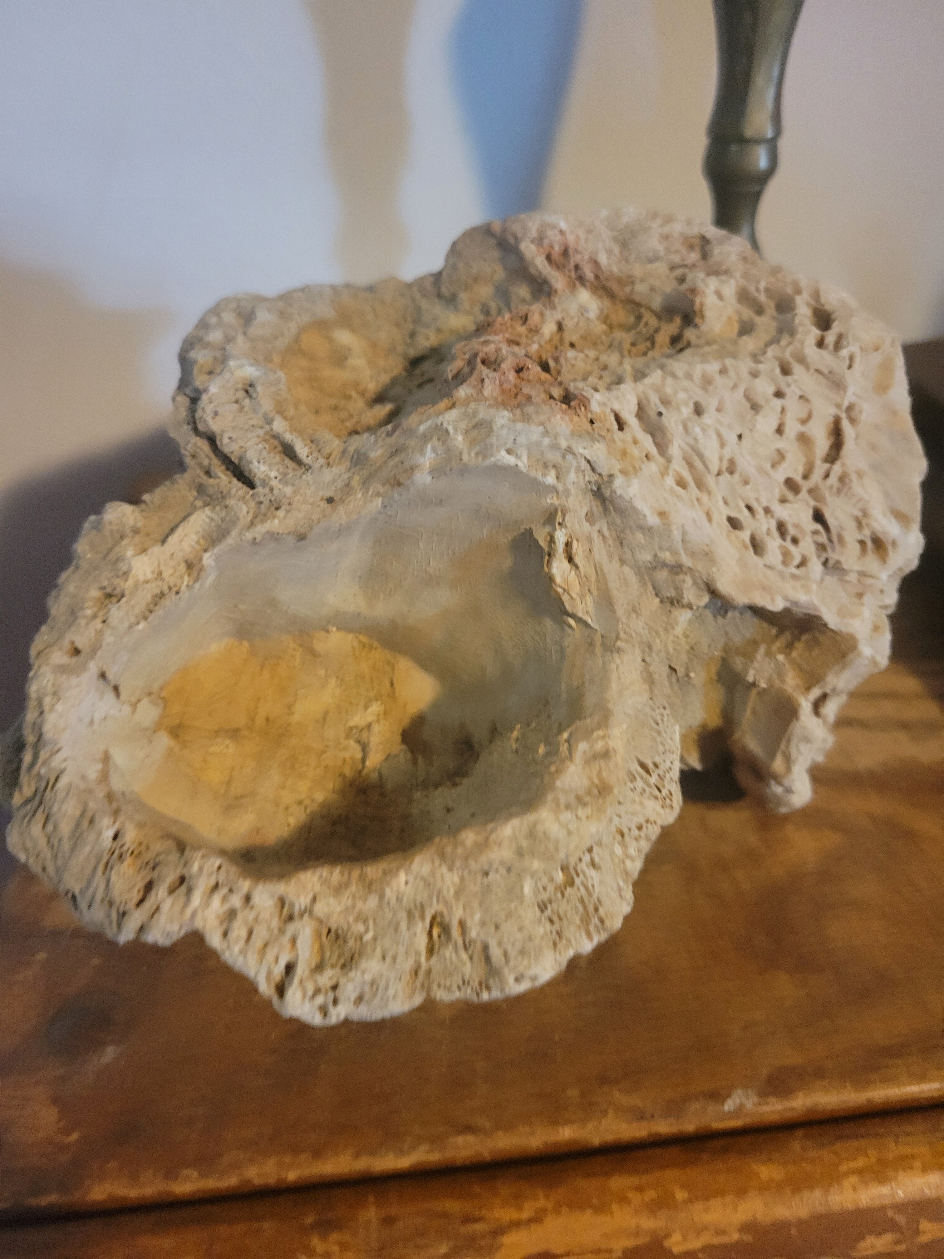 Sponge, barnicle, tooth - Fossil ID - The Fossil Forum