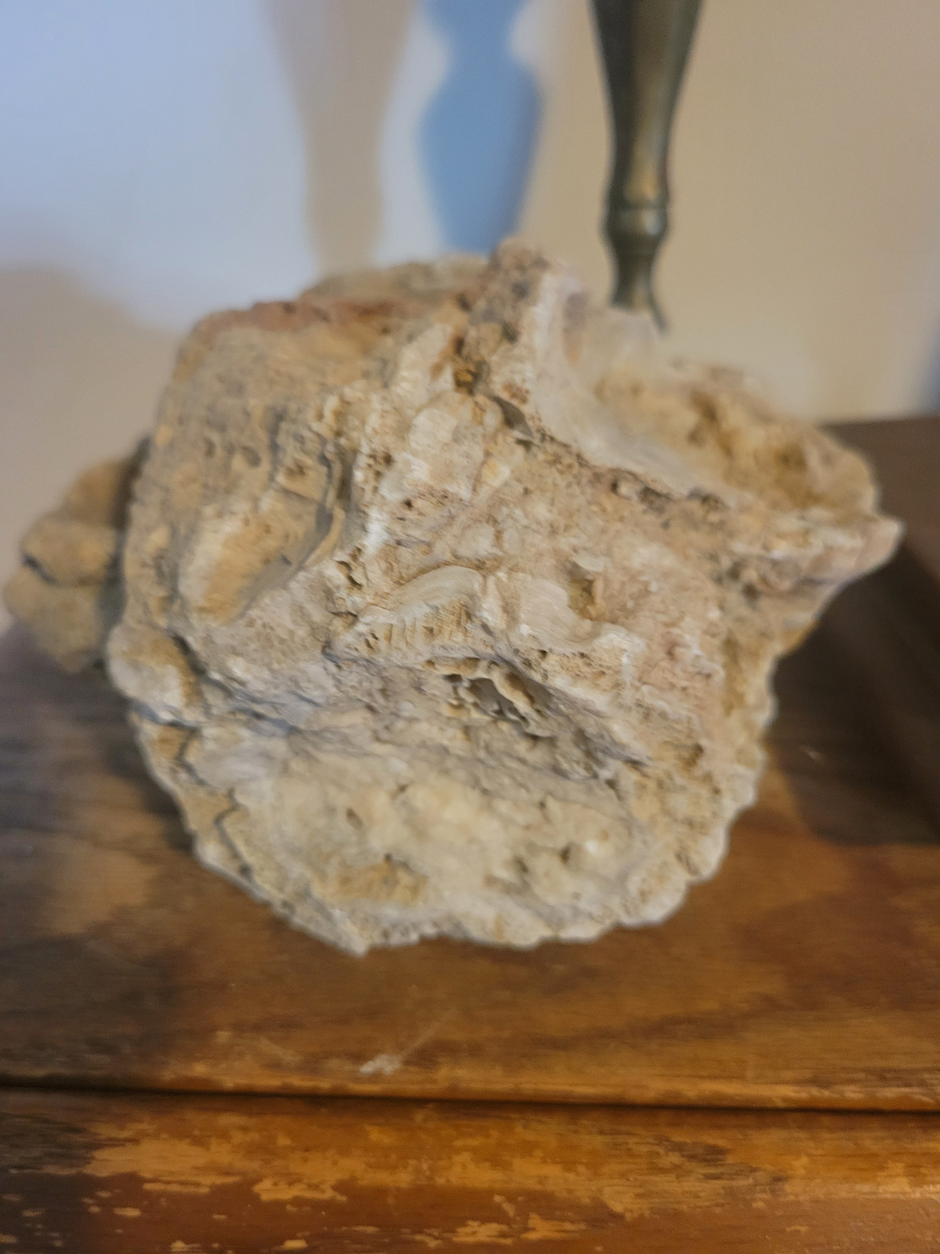 Sponge, barnicle, tooth - Fossil ID - The Fossil Forum
