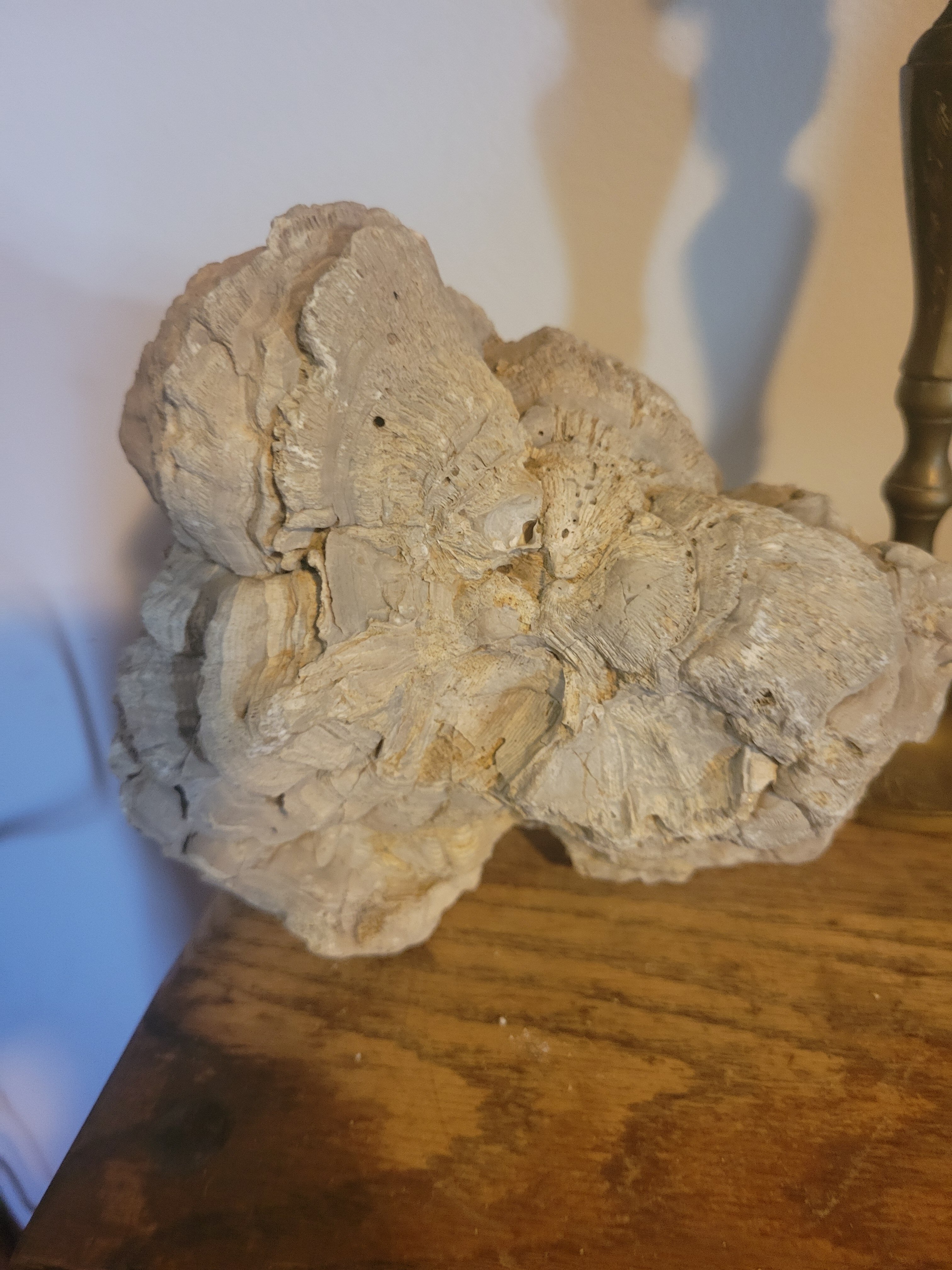 Sponge, barnicle, tooth - Fossil ID - The Fossil Forum