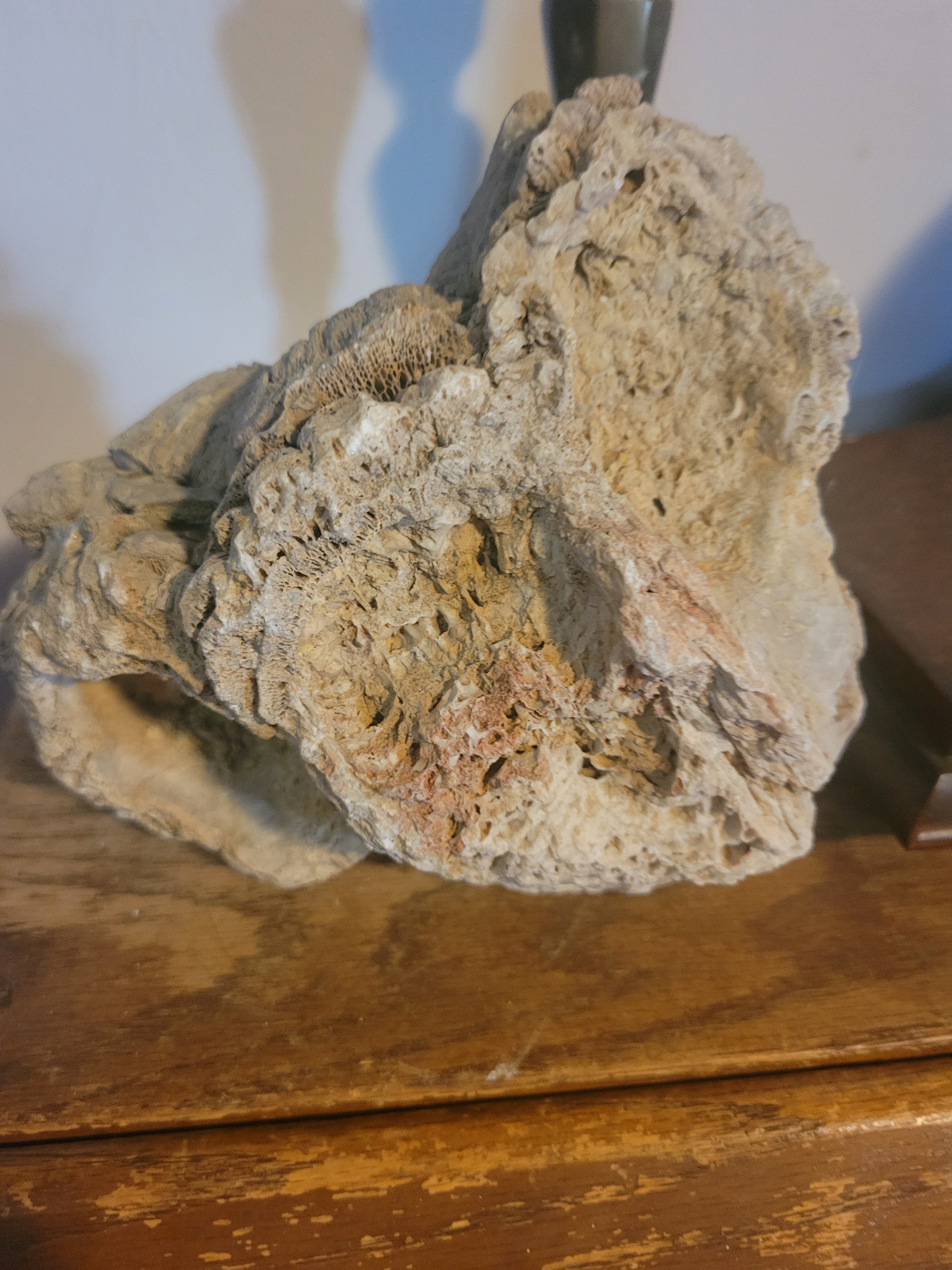 Sponge, barnicle, tooth - Fossil ID - The Fossil Forum