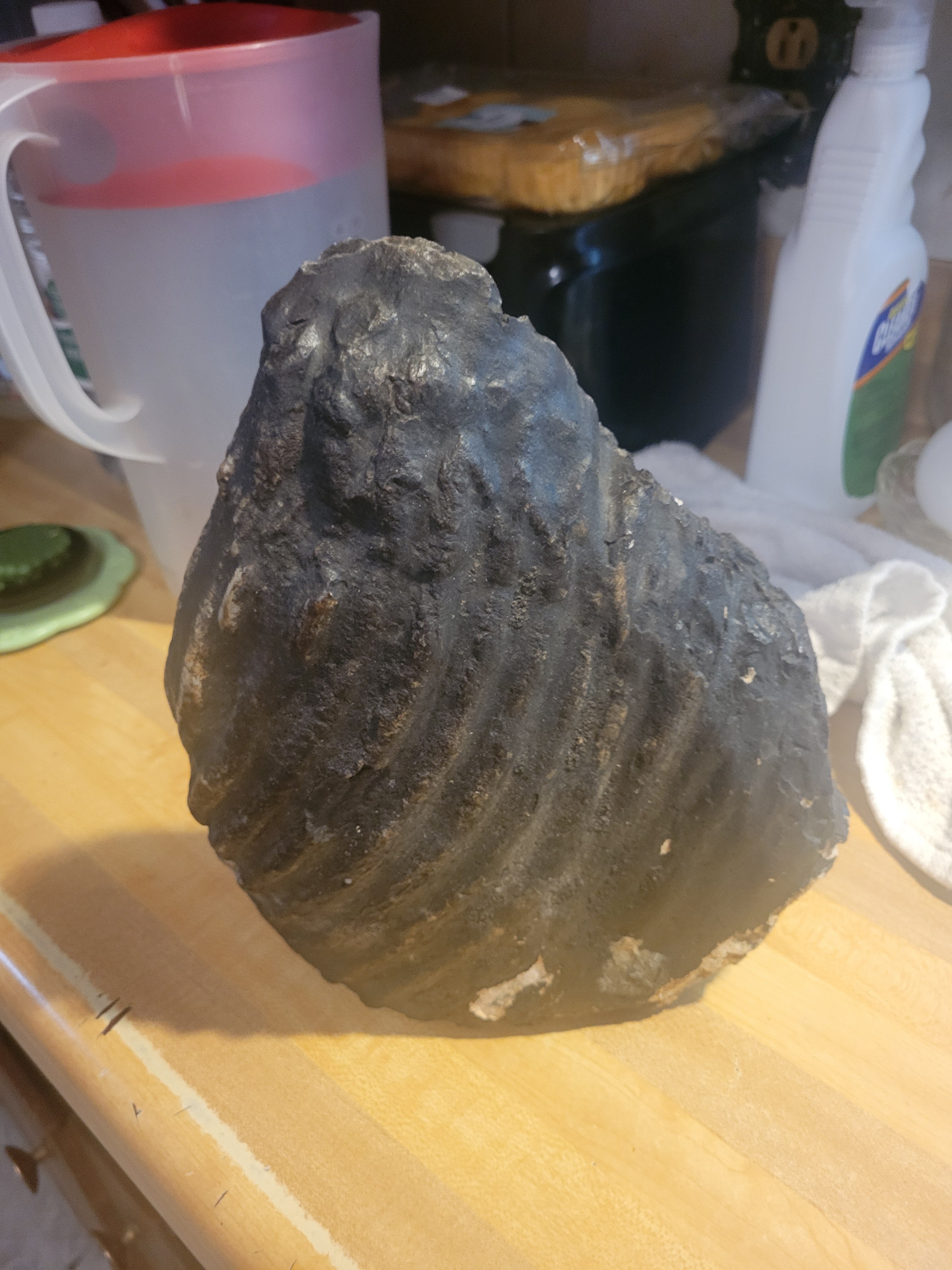 Sponge, barnicle, tooth - Fossil ID - The Fossil Forum