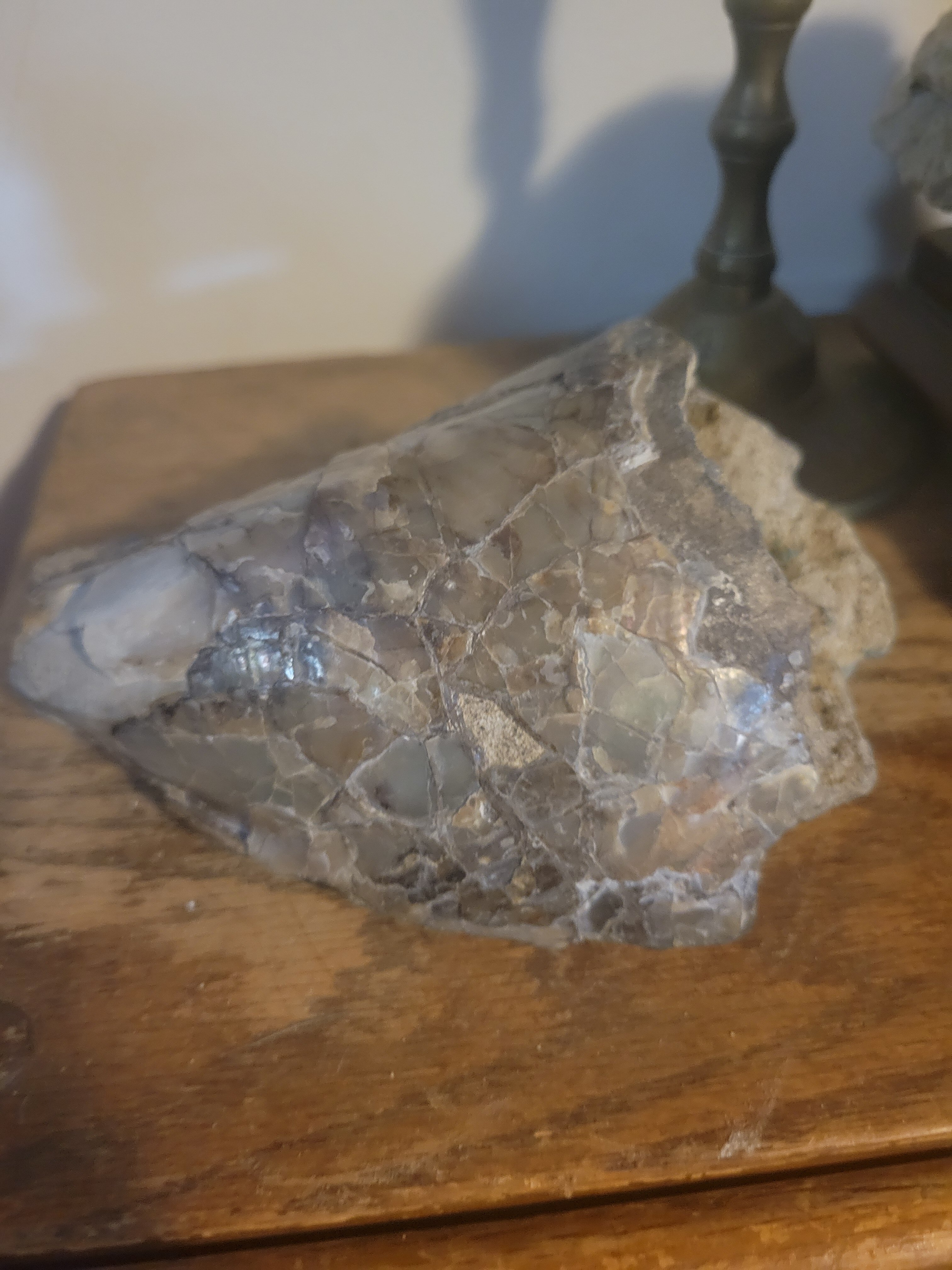 Sponge, barnicle, tooth - Fossil ID - The Fossil Forum