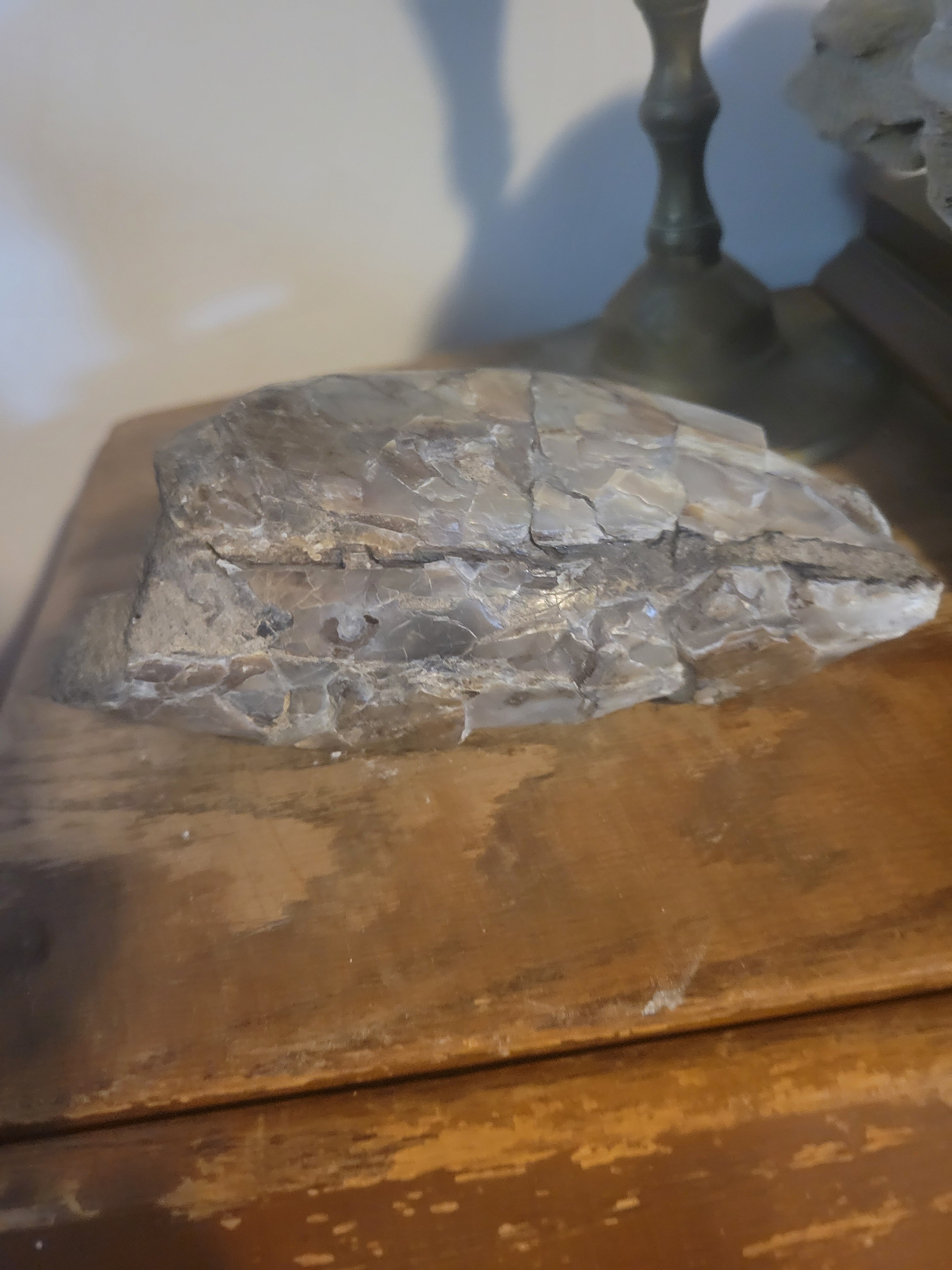 Sponge, barnicle, tooth - Fossil ID - The Fossil Forum