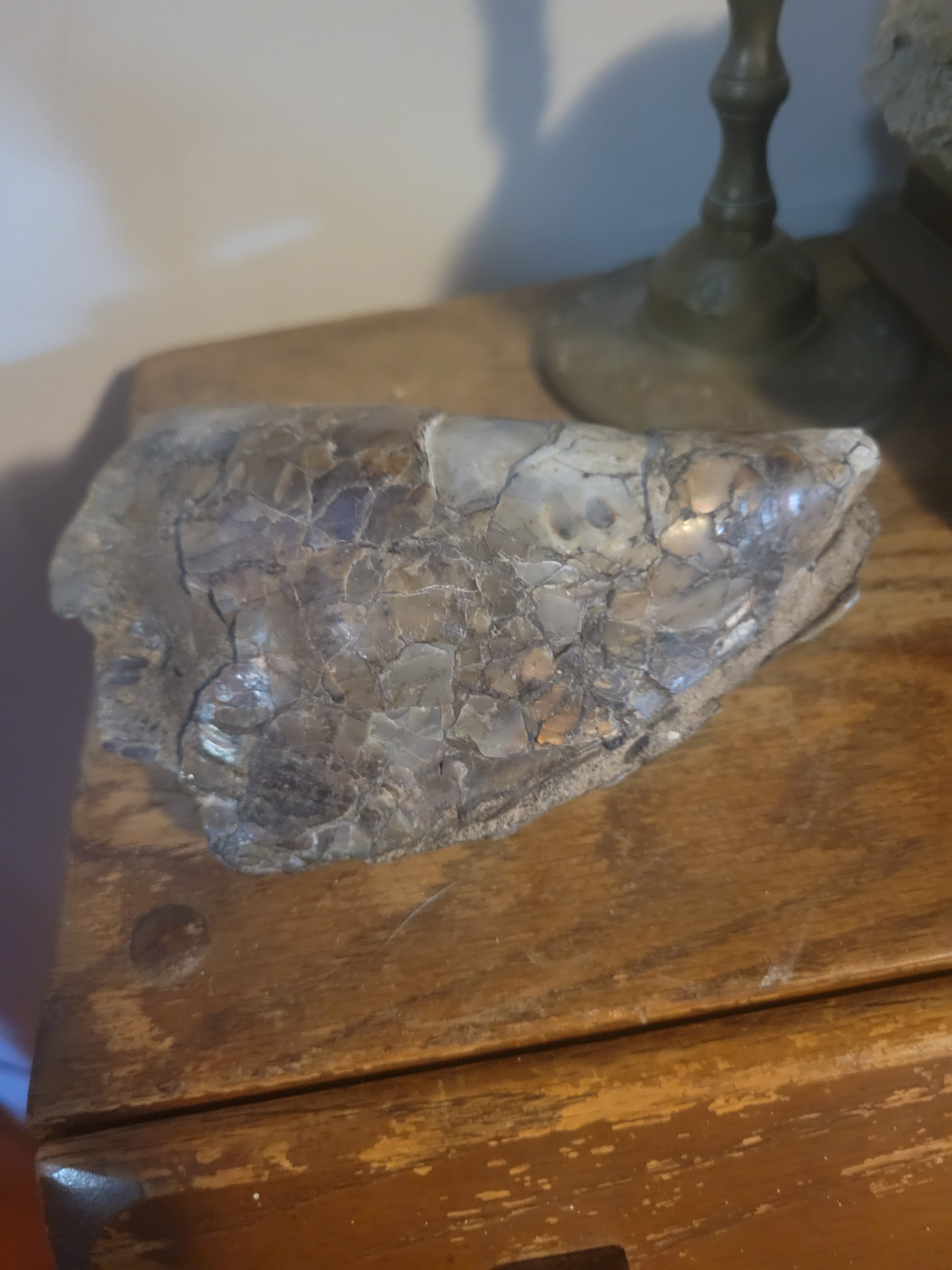 Sponge, barnicle, tooth - Fossil ID - The Fossil Forum