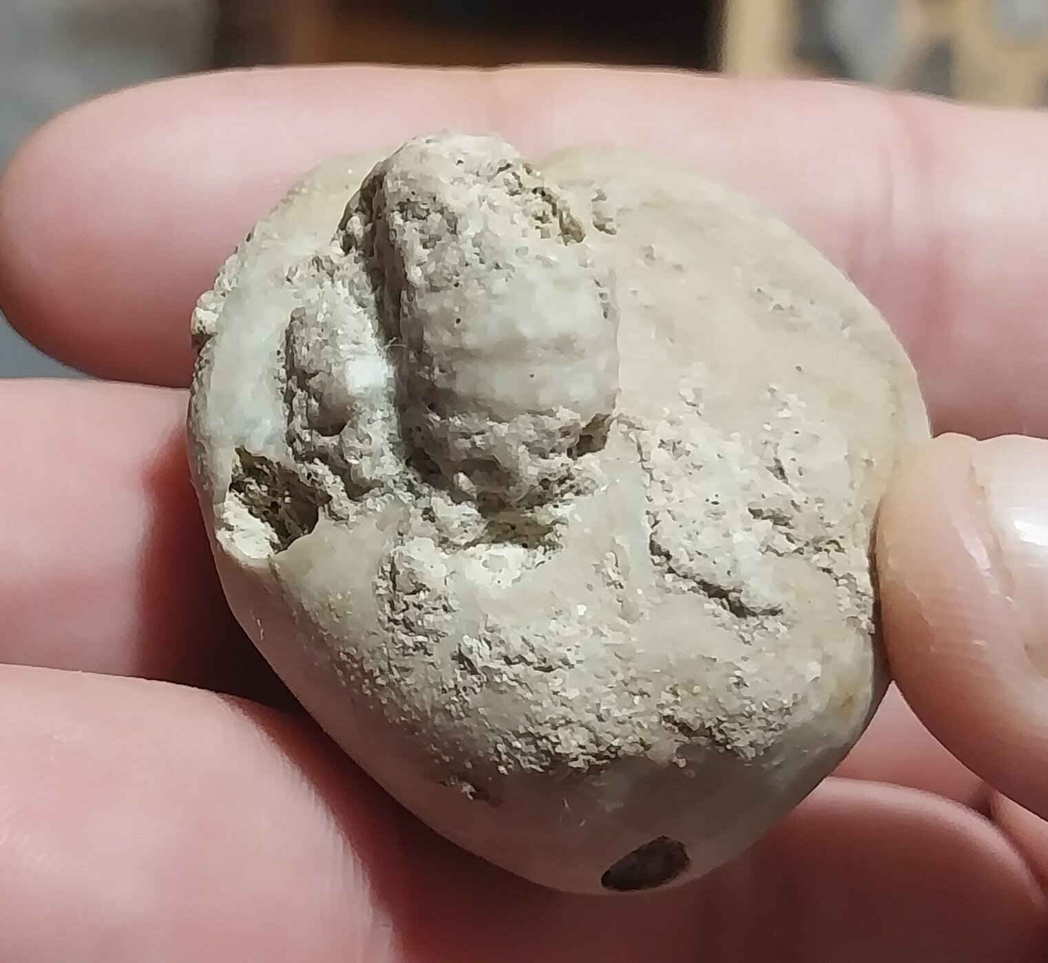May 2024 - Finds of the Month Entries - Fossil of the Month - The ...