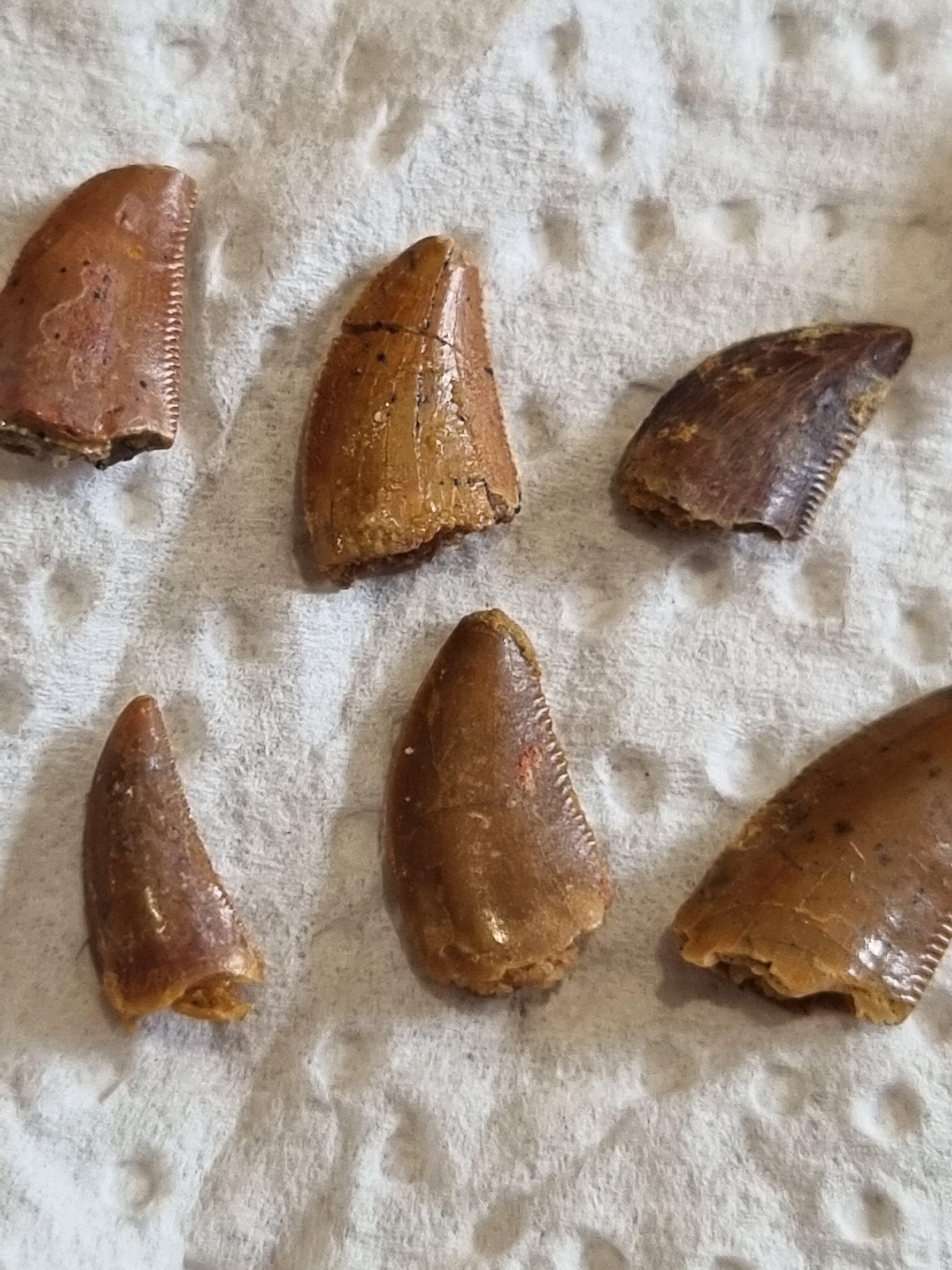 Moroccan teeth and bones ? - Fossil ID - The Fossil Forum